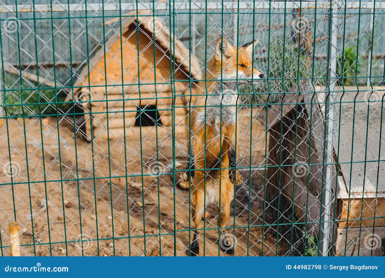 Fox in the zoo stock photo. Image of bars, dangerous - 44982798
