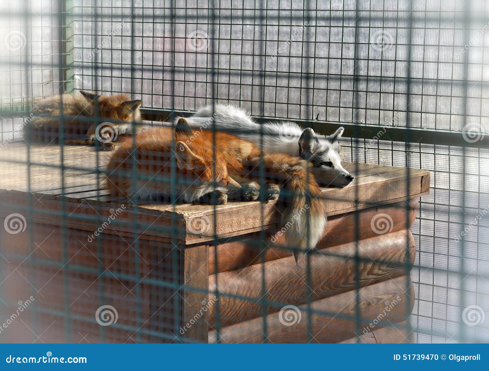Fox in a zoo. stock photo. Image of animals, nature, white - 51739470