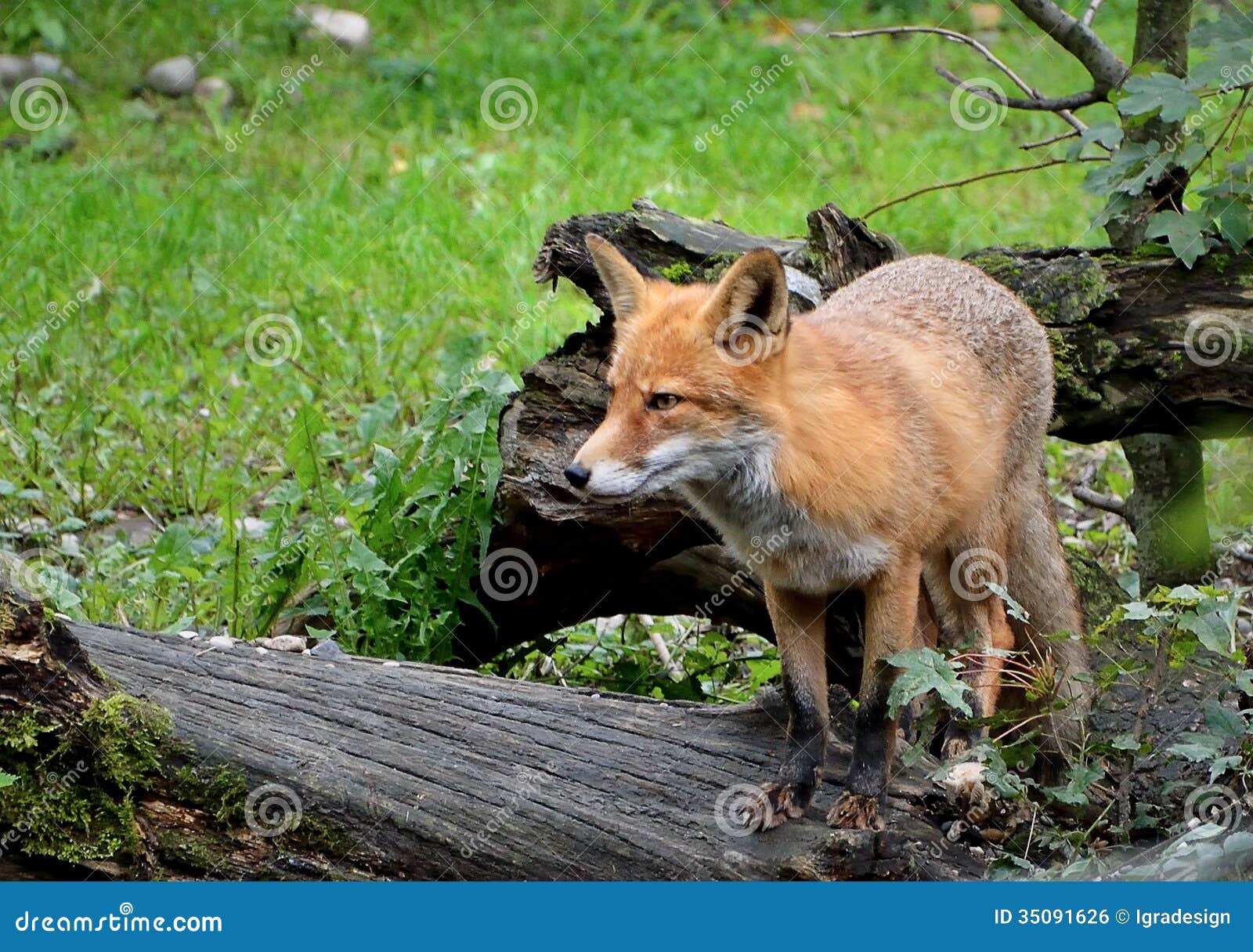 Fox stock photo. Image of hair, grass, animal, fourleg - 35091626