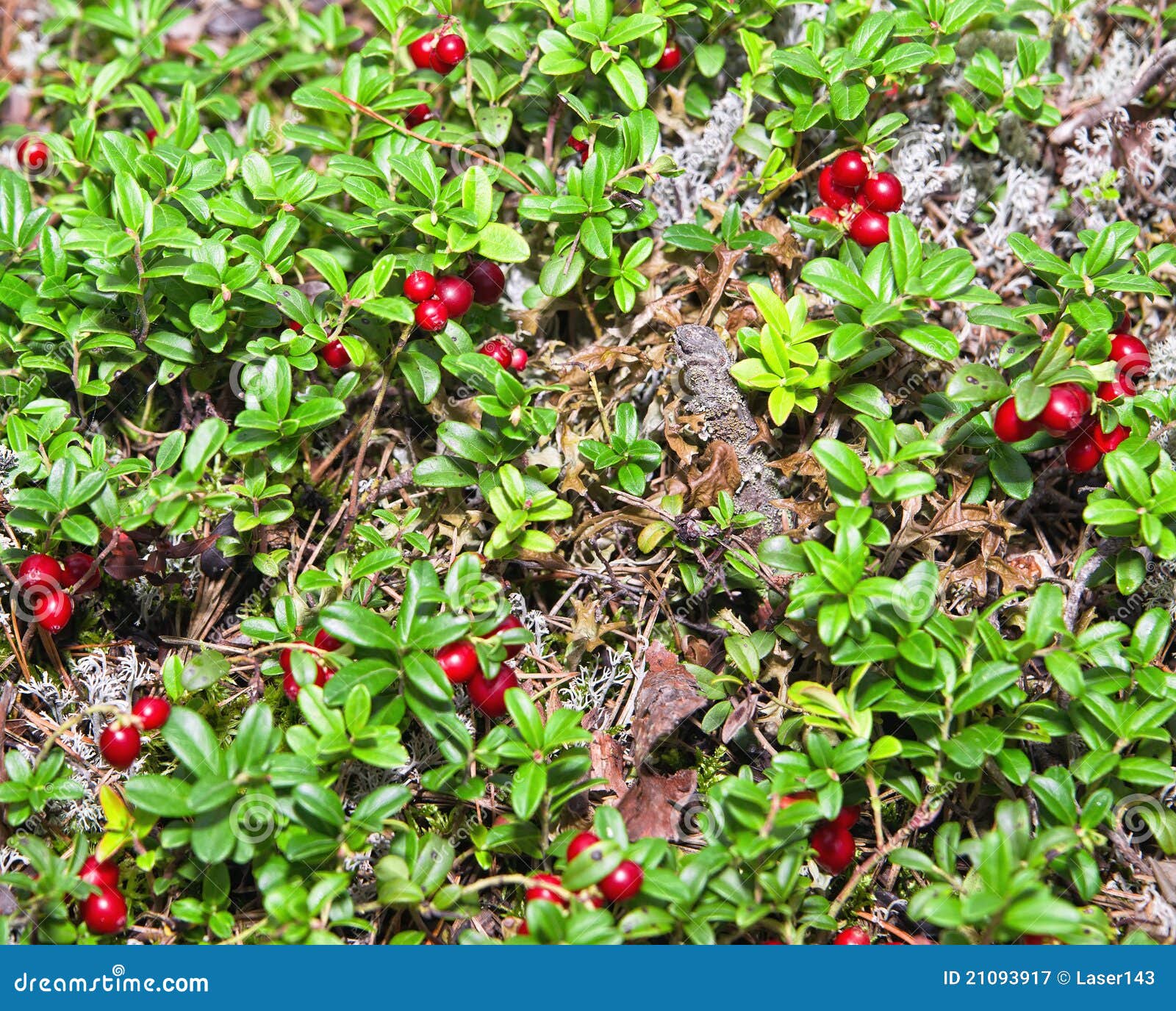 The foxberries stock image. Image of cranberries, scandinavia - 21093917
