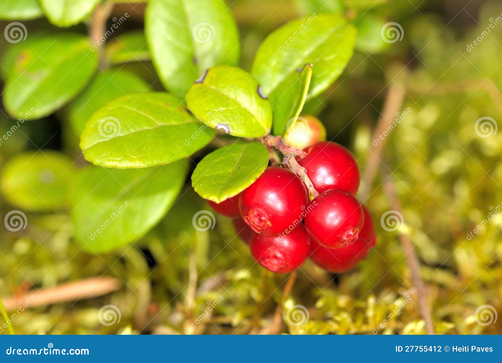 Foxberries stock photo. Image of cowberries, closeup - 27755412