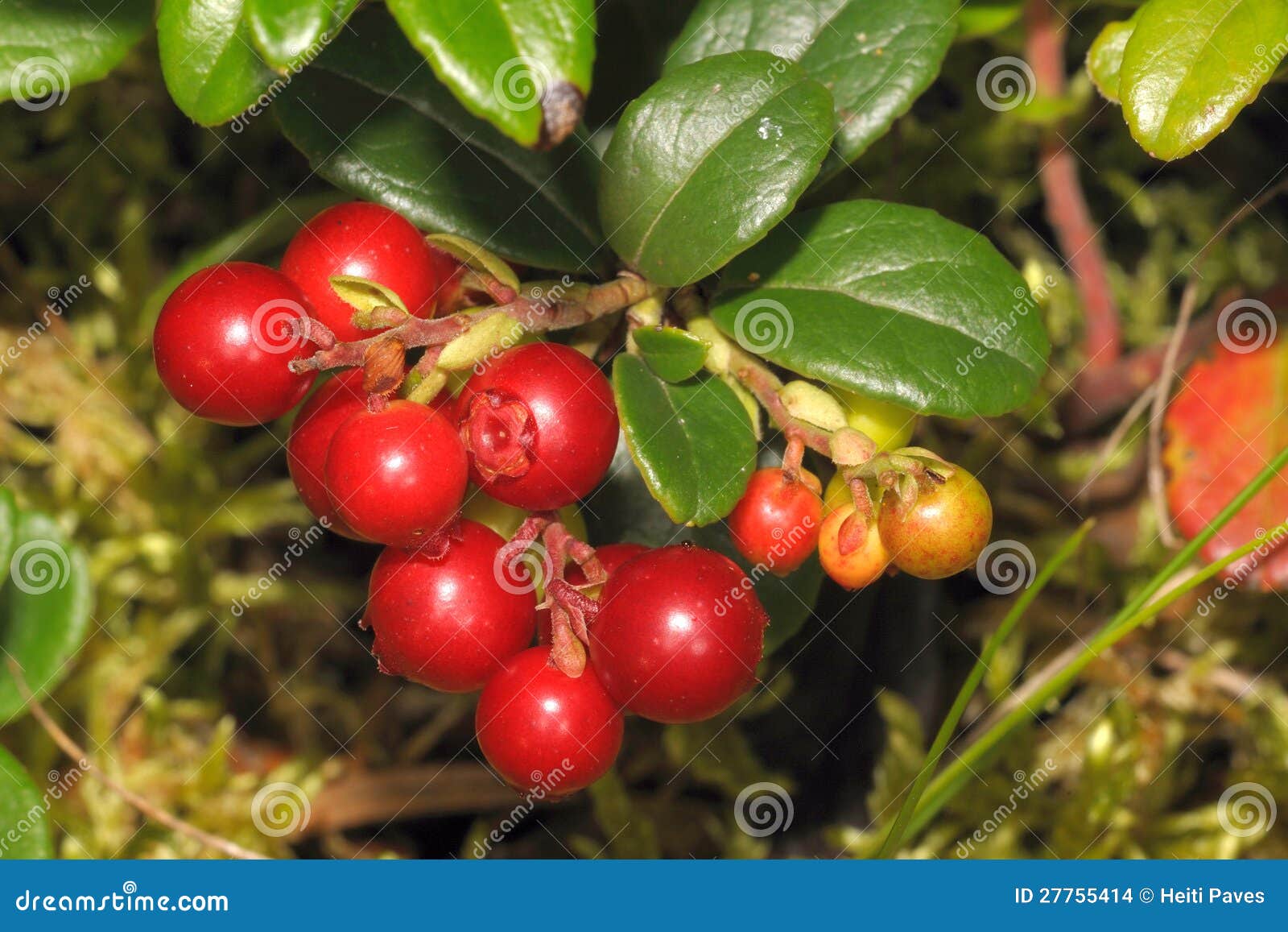Foxberries stock photo. Image of food, whortleberry, foxberries - 27755414