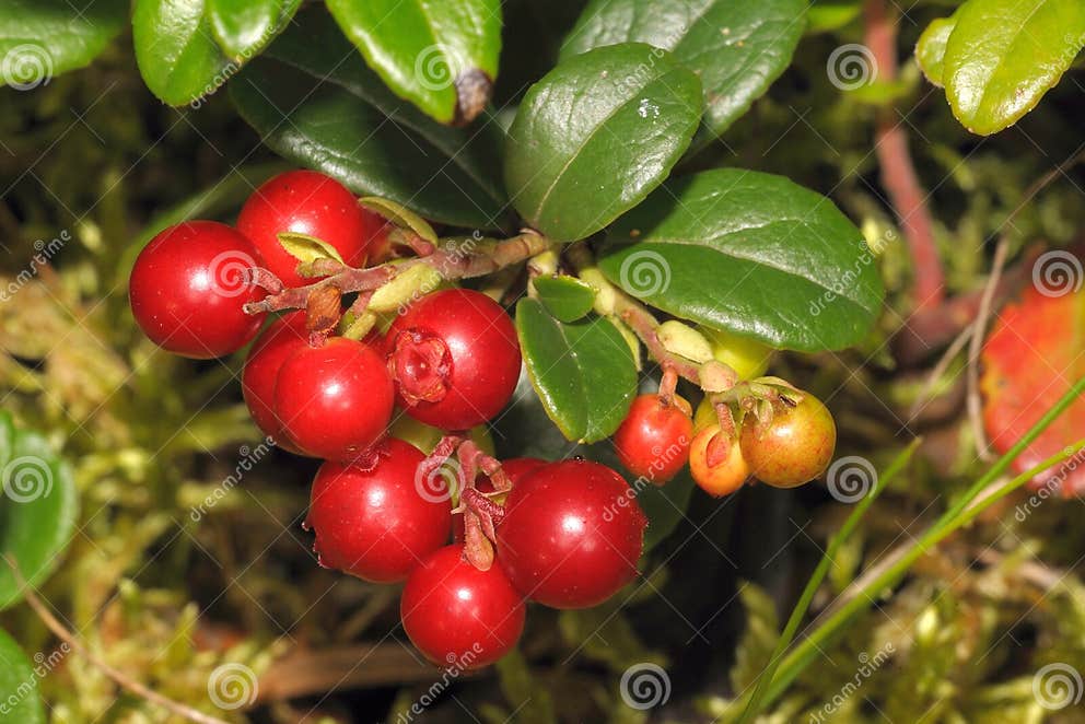 Foxberries stock photo. Image of food, whortleberry, foxberries - 27755414