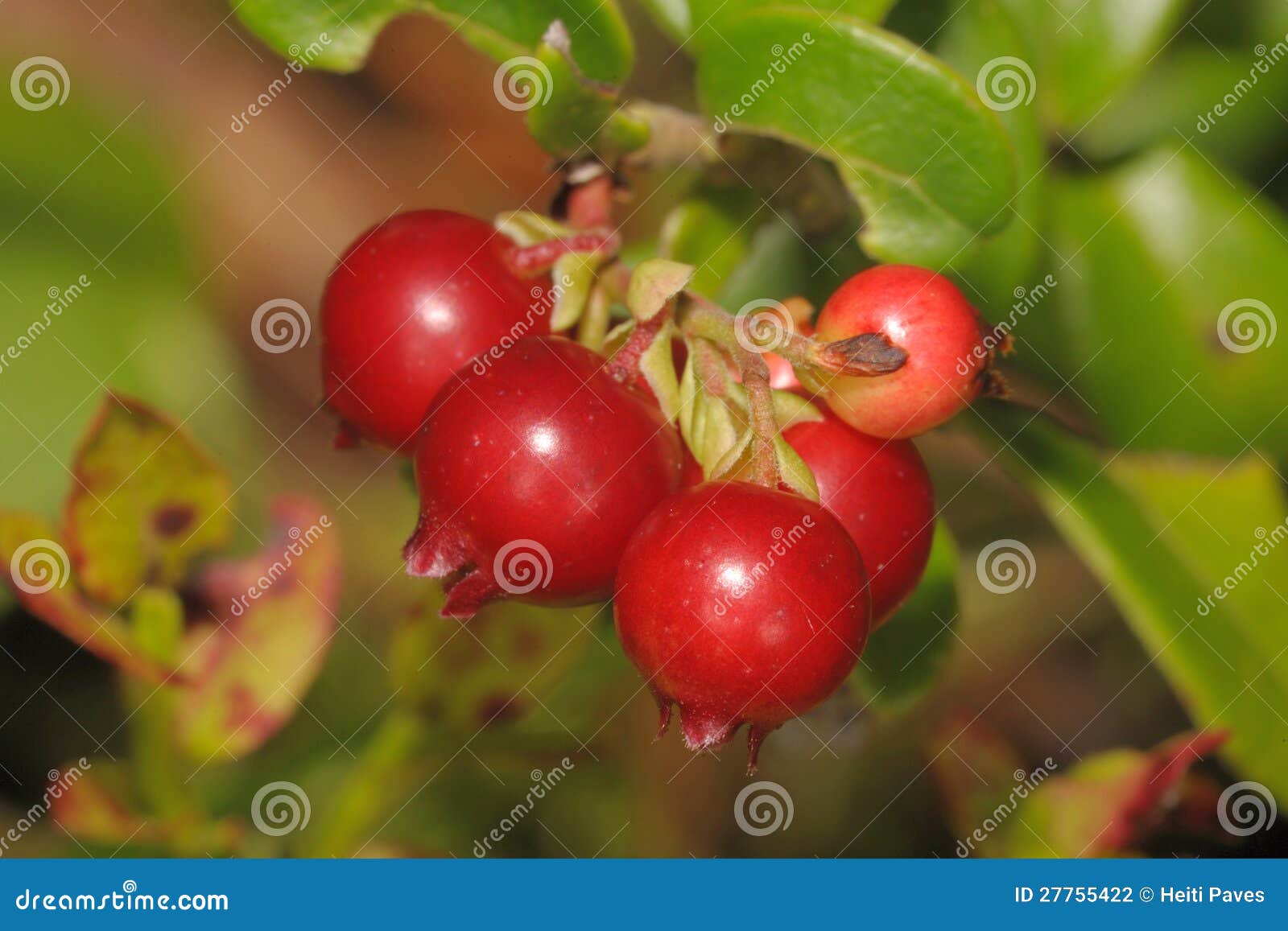 Foxberries stock photo. Image of forest, closeup, food - 27755422