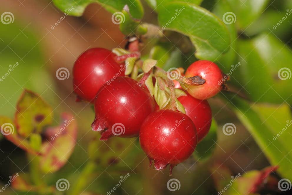 Foxberries stock photo. Image of forest, closeup, food - 27755422