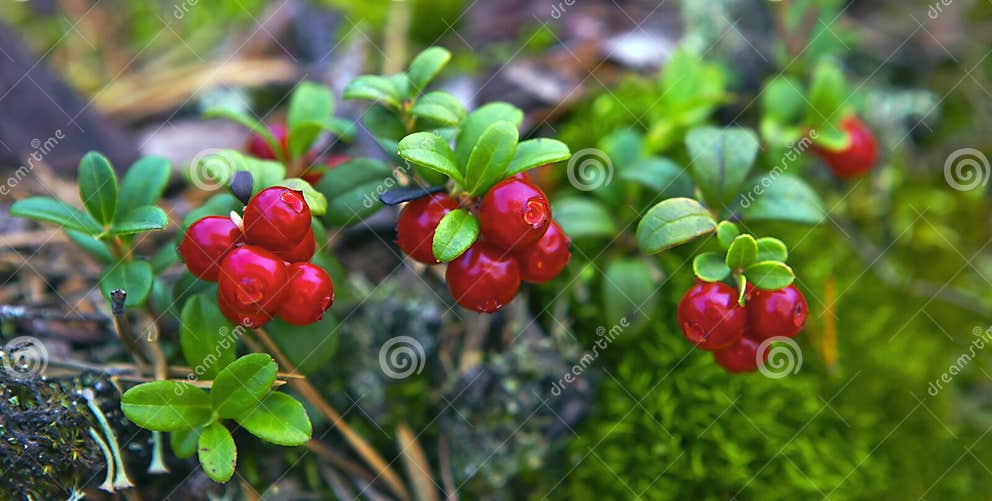 Foxberries in Marshy Woodlands. Stock Photo - Image of autumn, fall ...