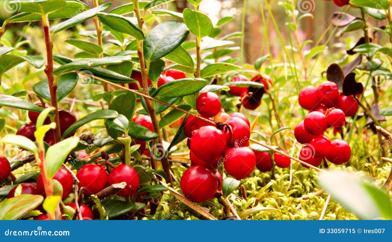 Foxberry stock afbeelding. Image of veenbes, vrucht, gezond - 33059715