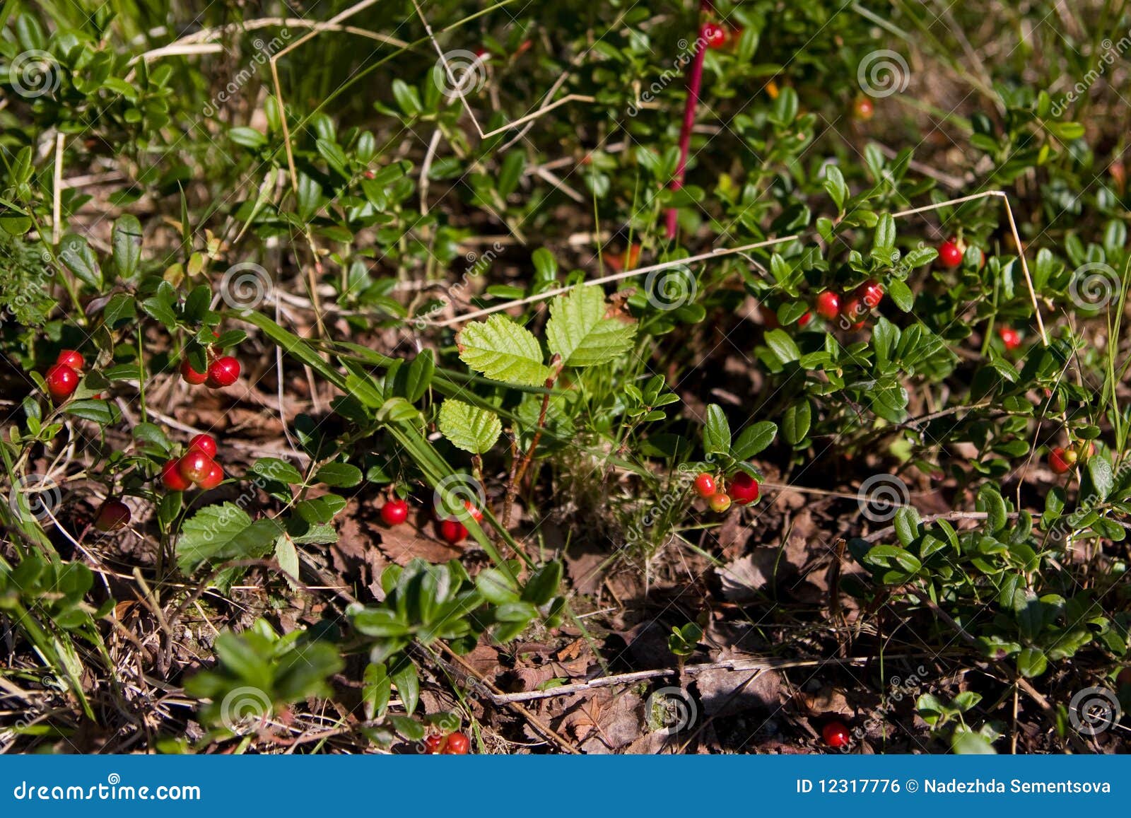 Foxberry background stock photo. Image of cowberry, foxberry - 12317776