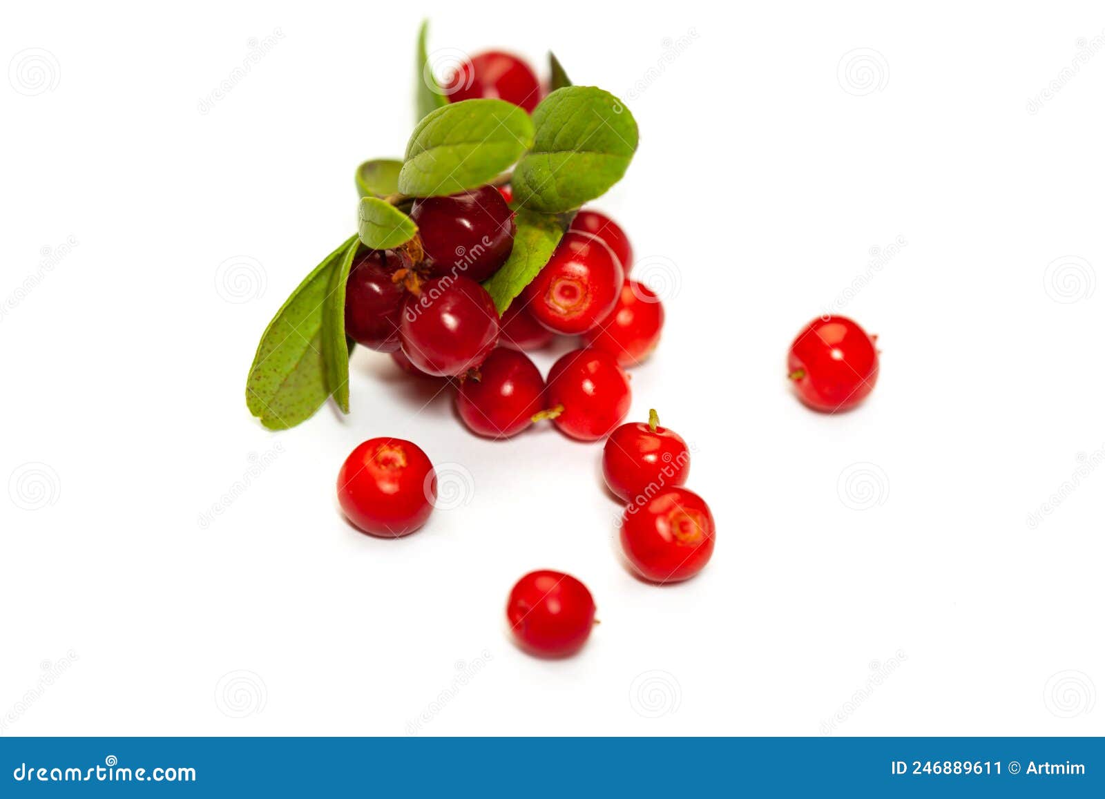 Foxberry with Green Leaves on White Background Stock Image - Image of ...