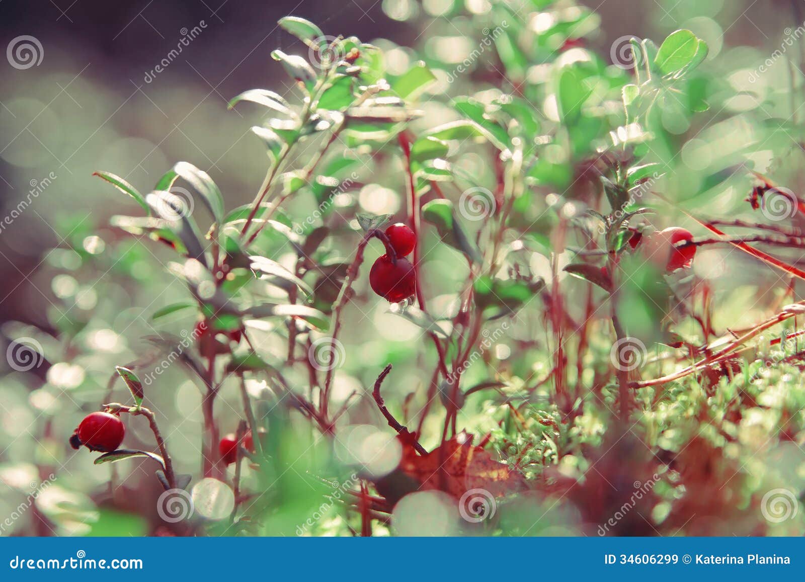 Foxberry stock image. Image of foxberry, branch, berry - 34606299