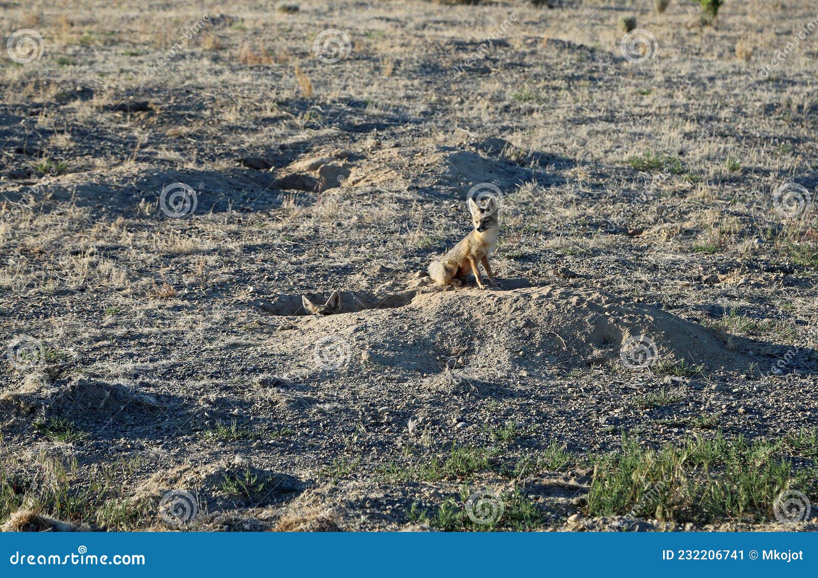 Foxes and burrows stock image. Image of scenic, burrow - 232206741