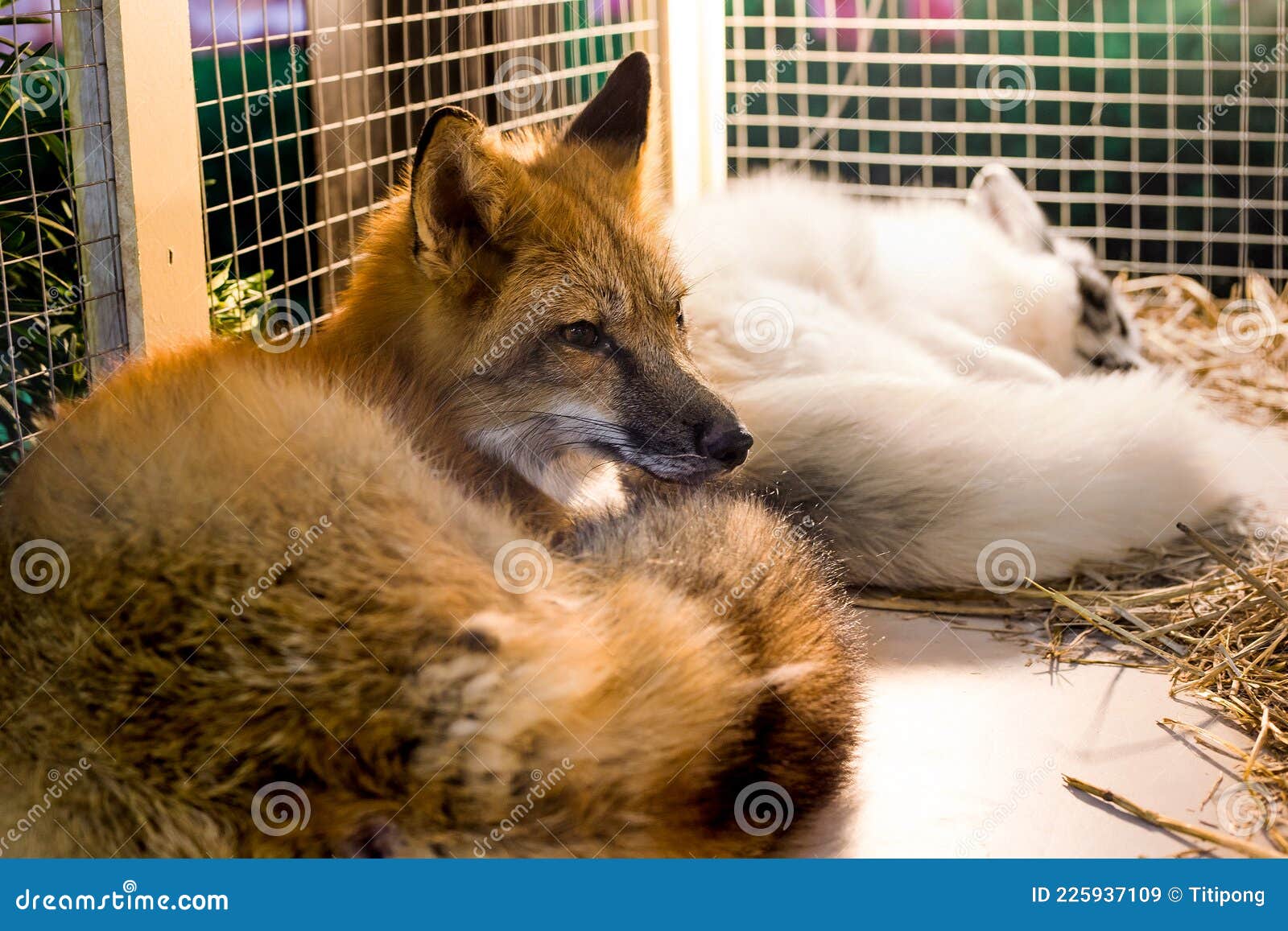 Foxes in the cage stock image. Image of foxes, cage - 225937109