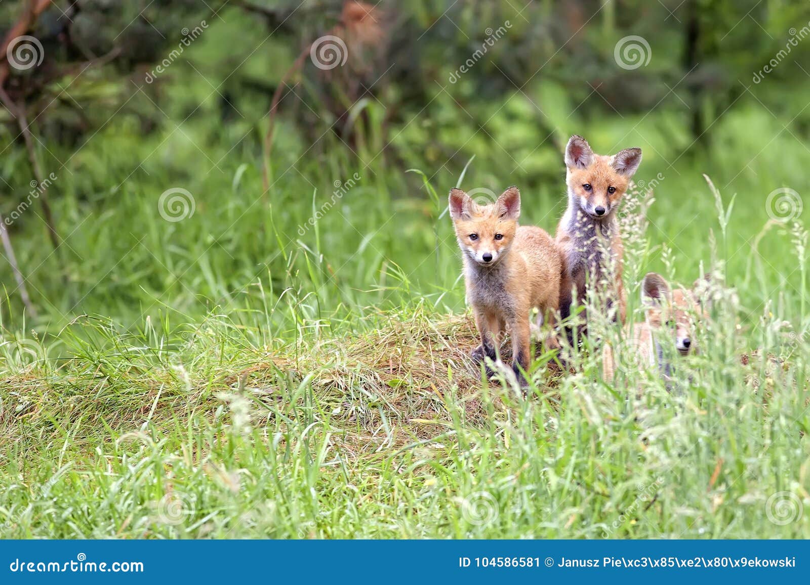 Foxes in the forest stock image. Image of animals, hunt - 104586581