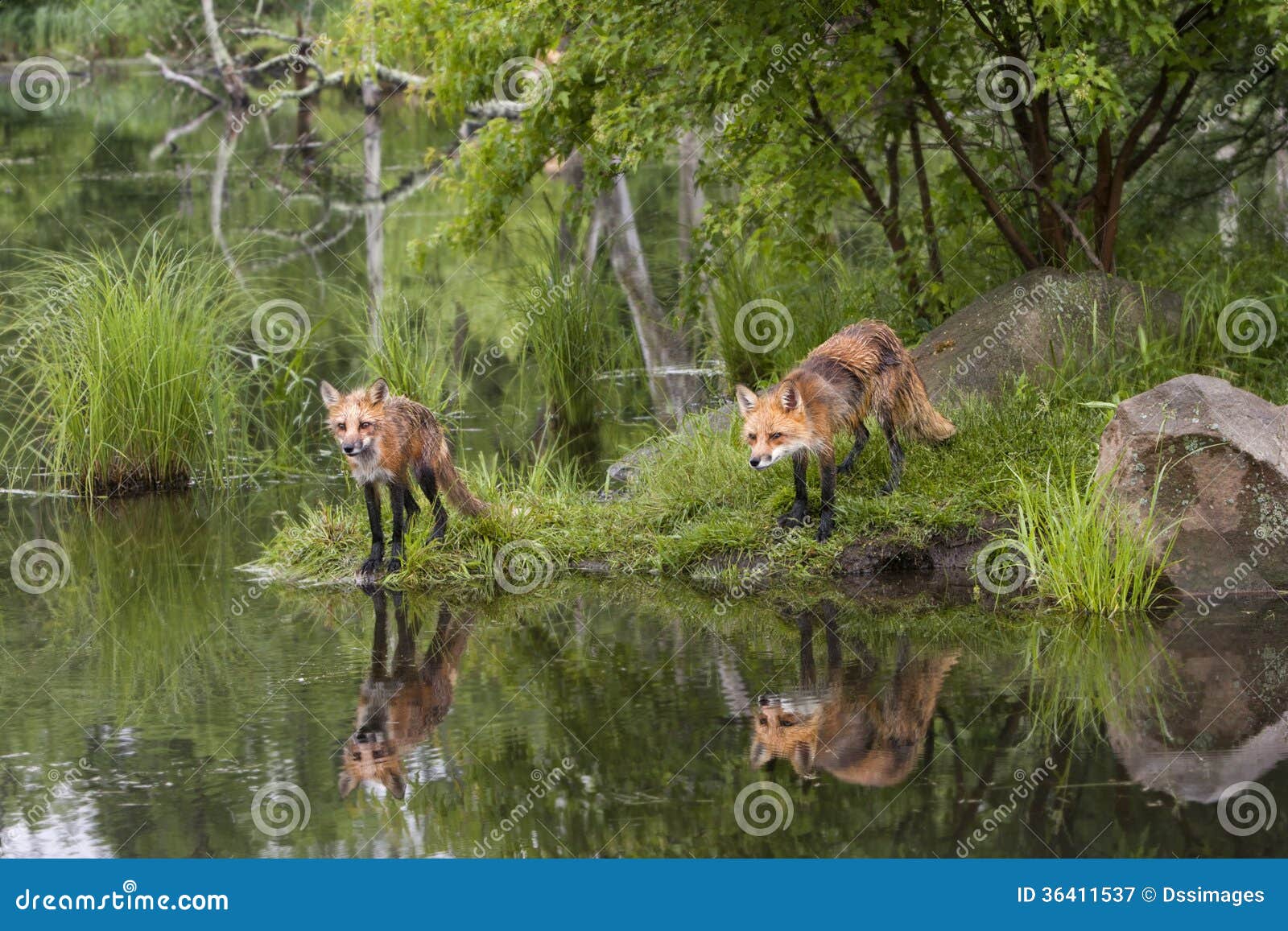 Foxes with Reflection stock image. Image of reflection - 36411537