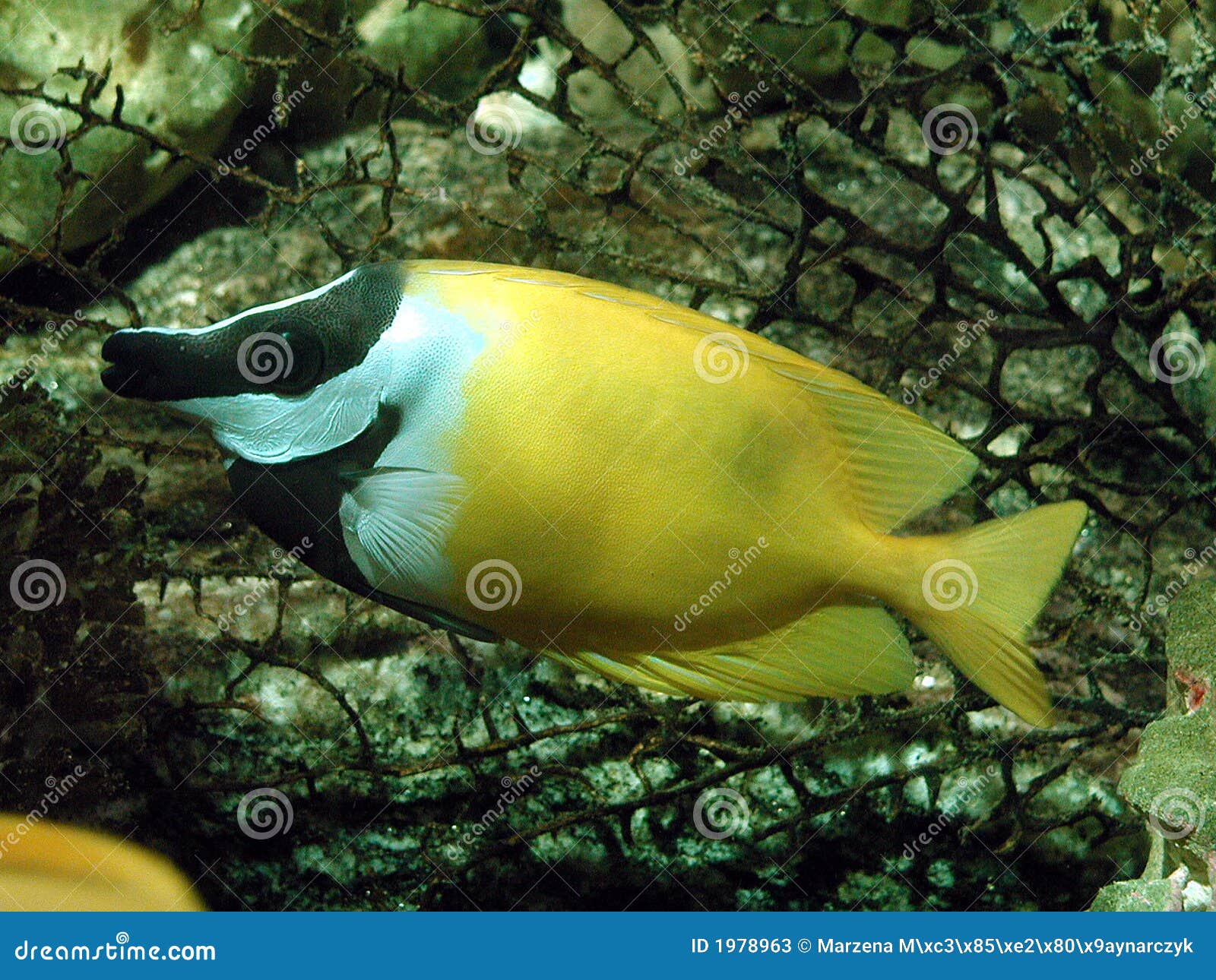 Foxface stock image. Image of face, fishes, siganus, aquarium - 1978963