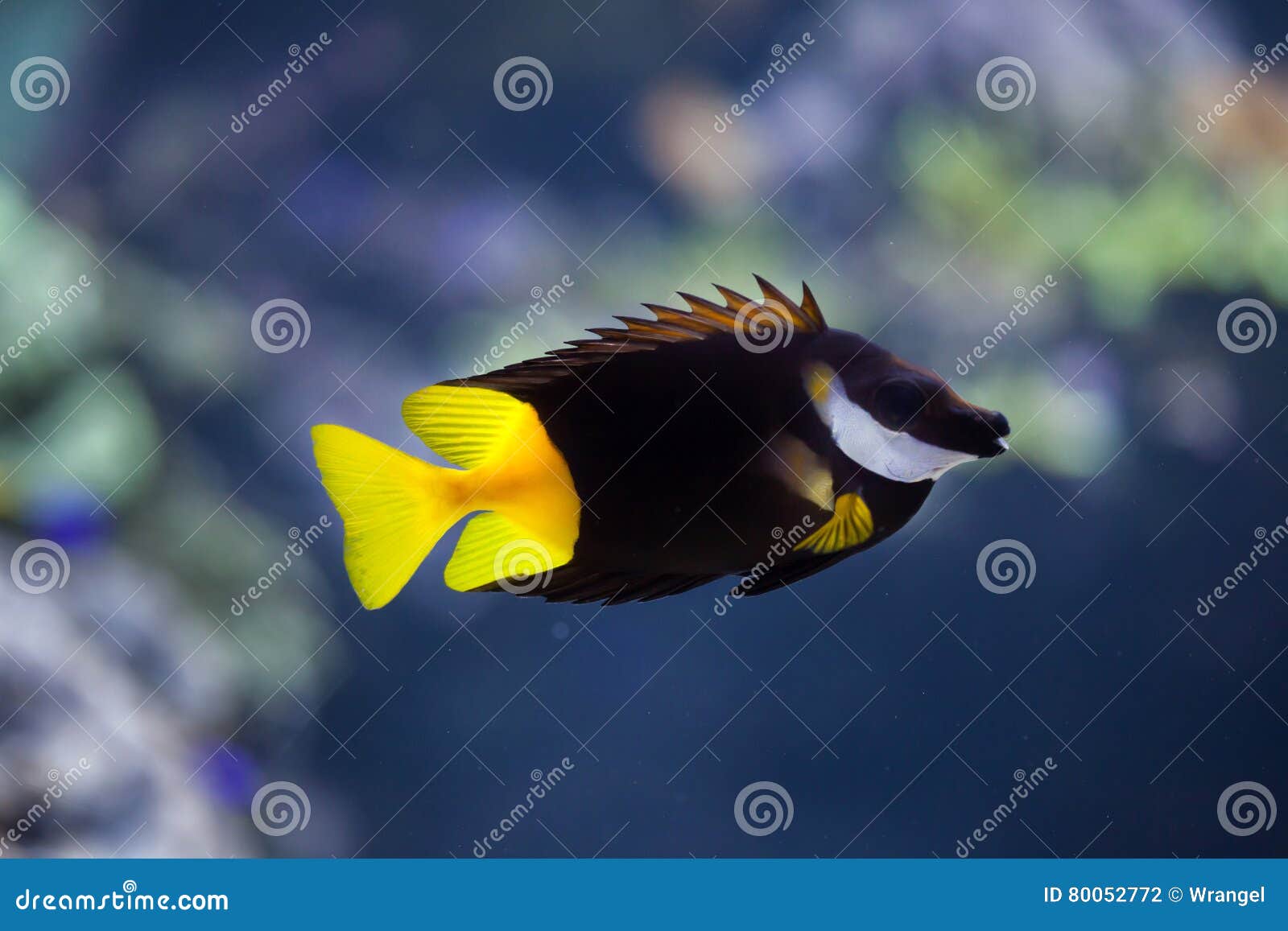 Foxface Bicolore (siganus Uspi) Fotografia Stock - Immagine di esotico ...