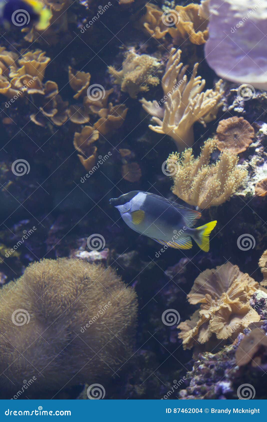 Foxface Fish stock photo. Image of fins, bubbles, bottom - 87462004
