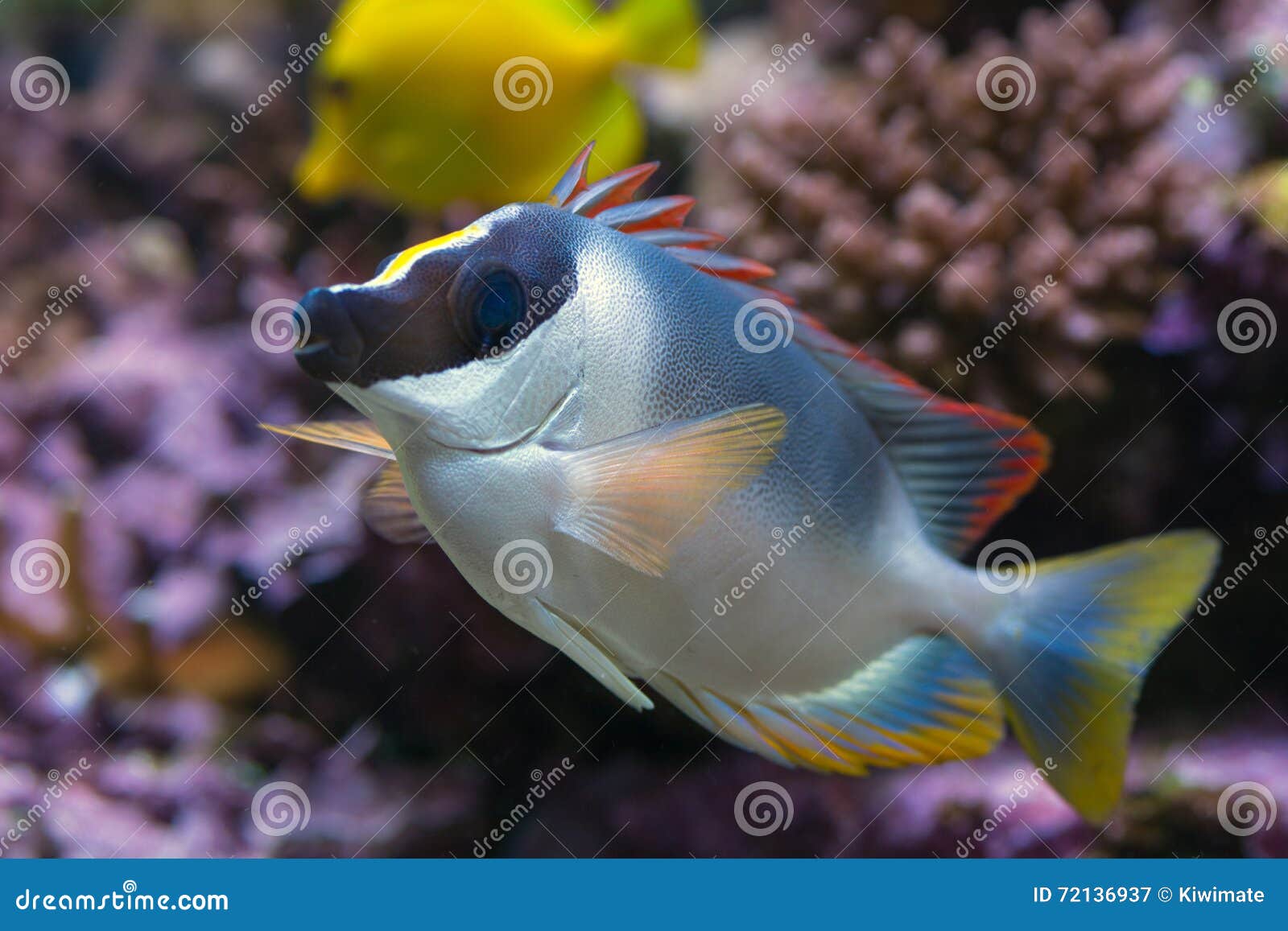 Foxface fish stock image. Image of nature, magnificent - 72136937