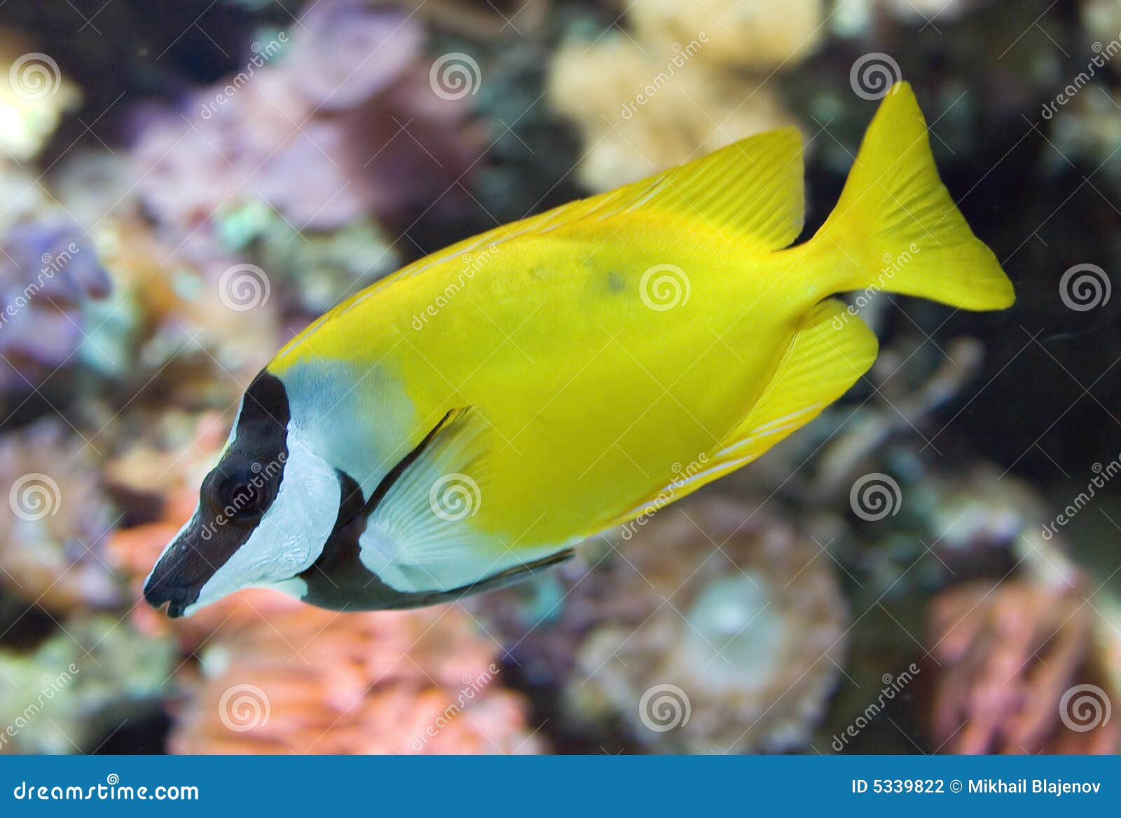 Foxface rabbit fish 1 stock photo. Image of mask, environment - 5339822
