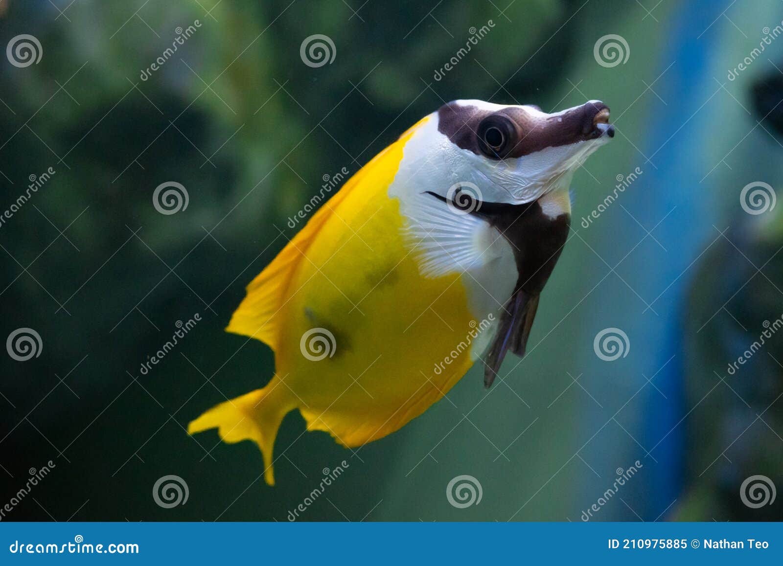 Foxface Rabbit Fish Swimming in the Reef Stock Image - Image of coral ...
