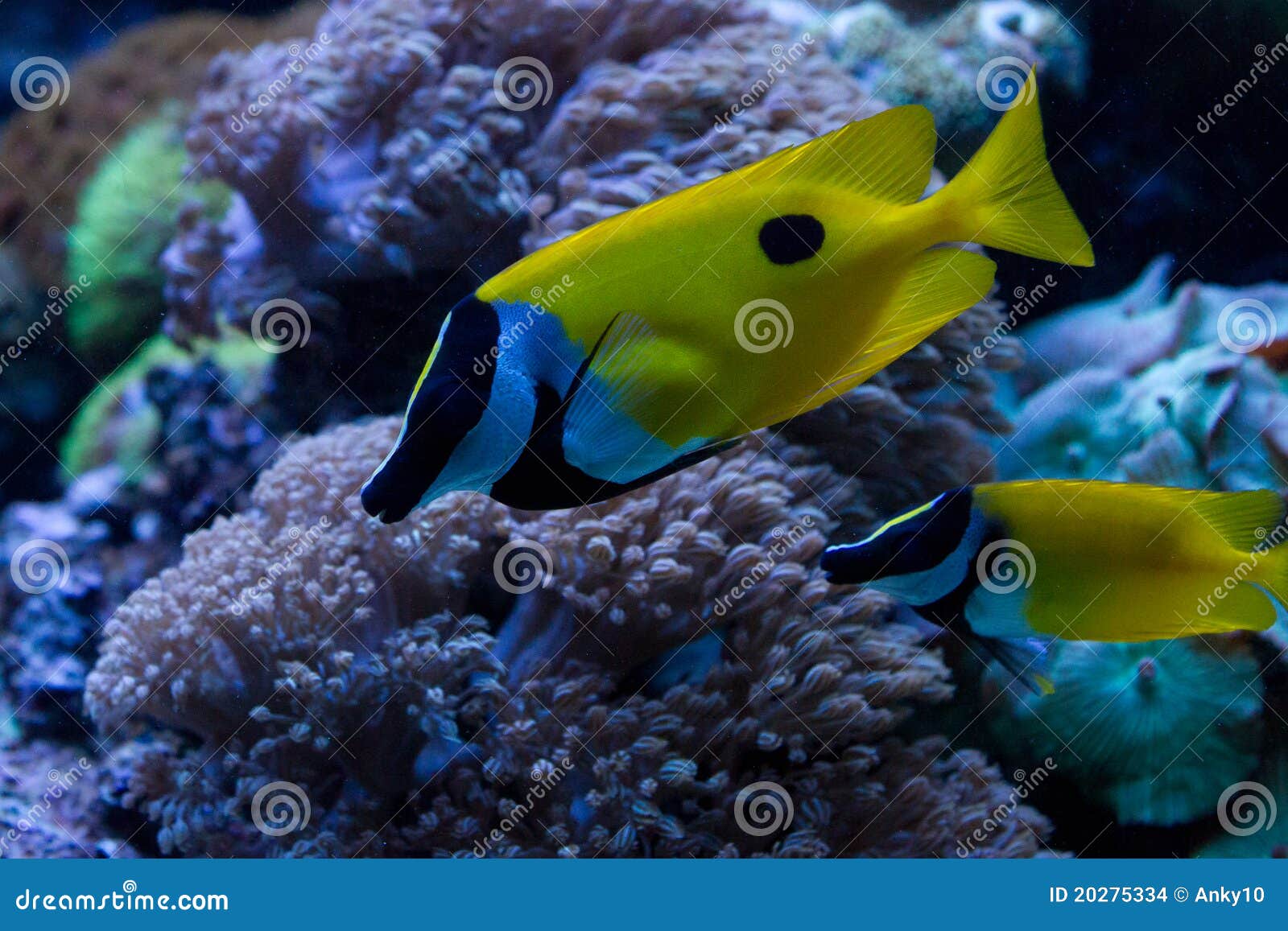 Foxface Rabbitfish stock photo. Image of isolated, hobby - 20275334