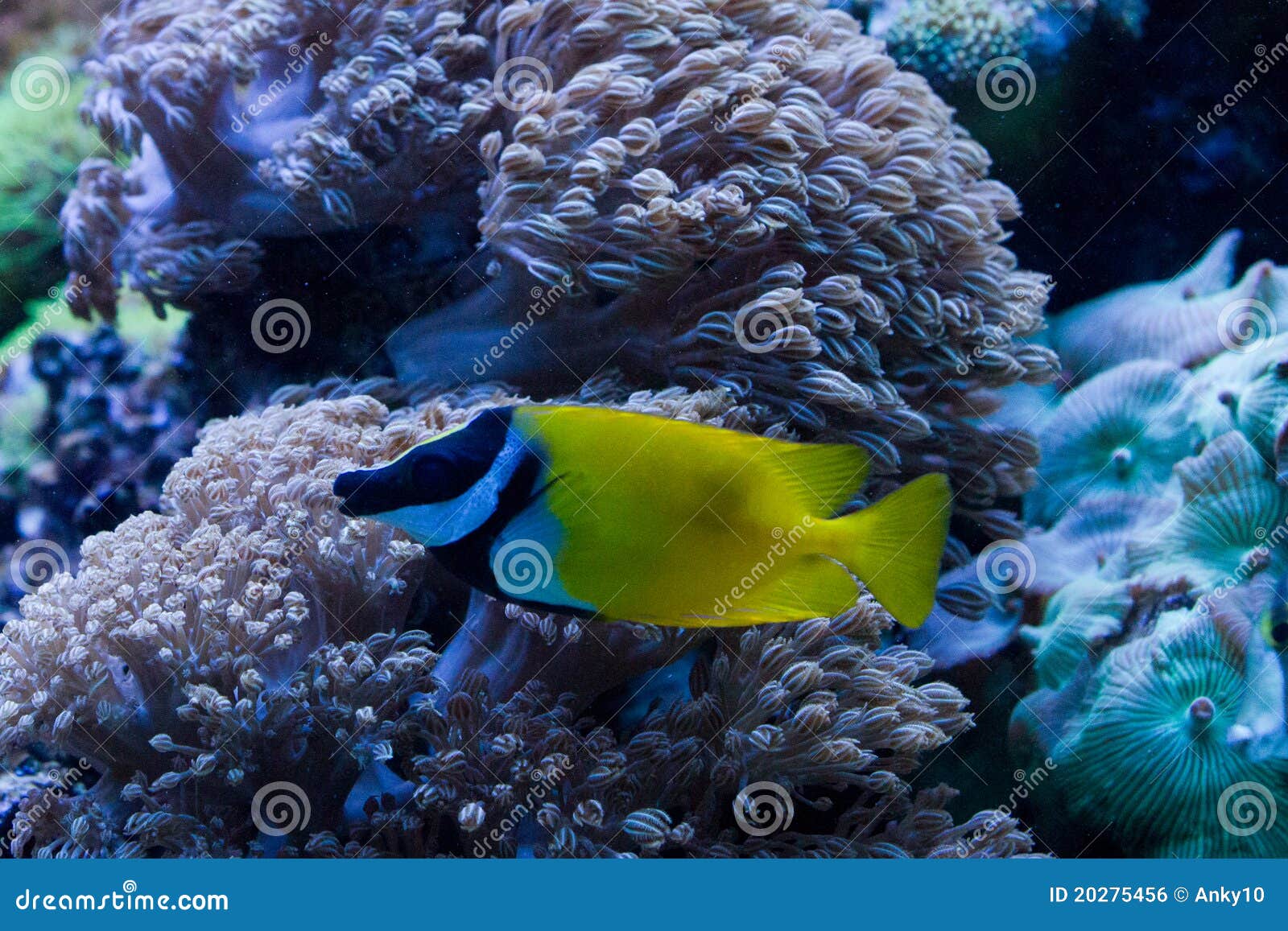 Foxface Rabbitfish stock photo. Image of bright, colorful - 20275456