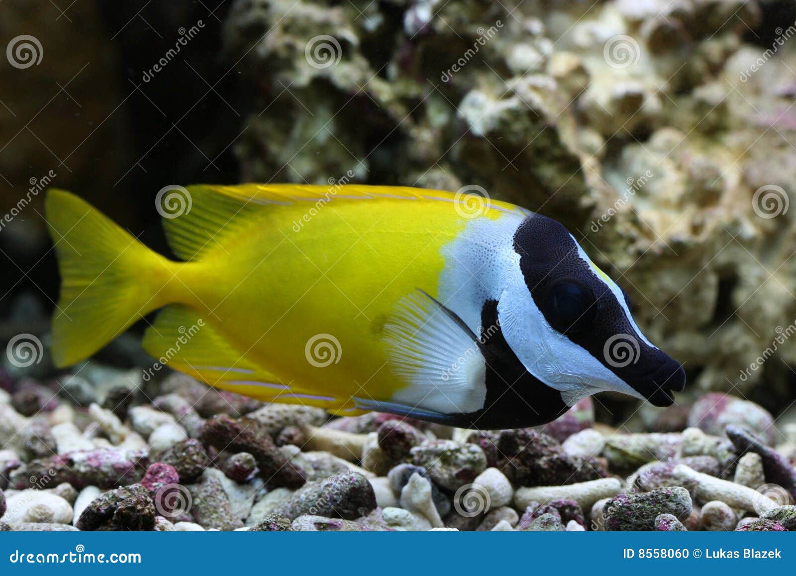 Foxface Rabbitfish stock photo. Image of marine, foxface - 8558060
