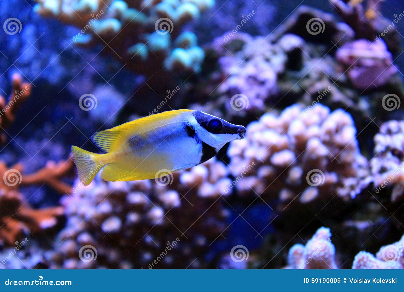 Foxface Rabbitfish in Aquarium Stock Image - Image of abstact, amazing ...
