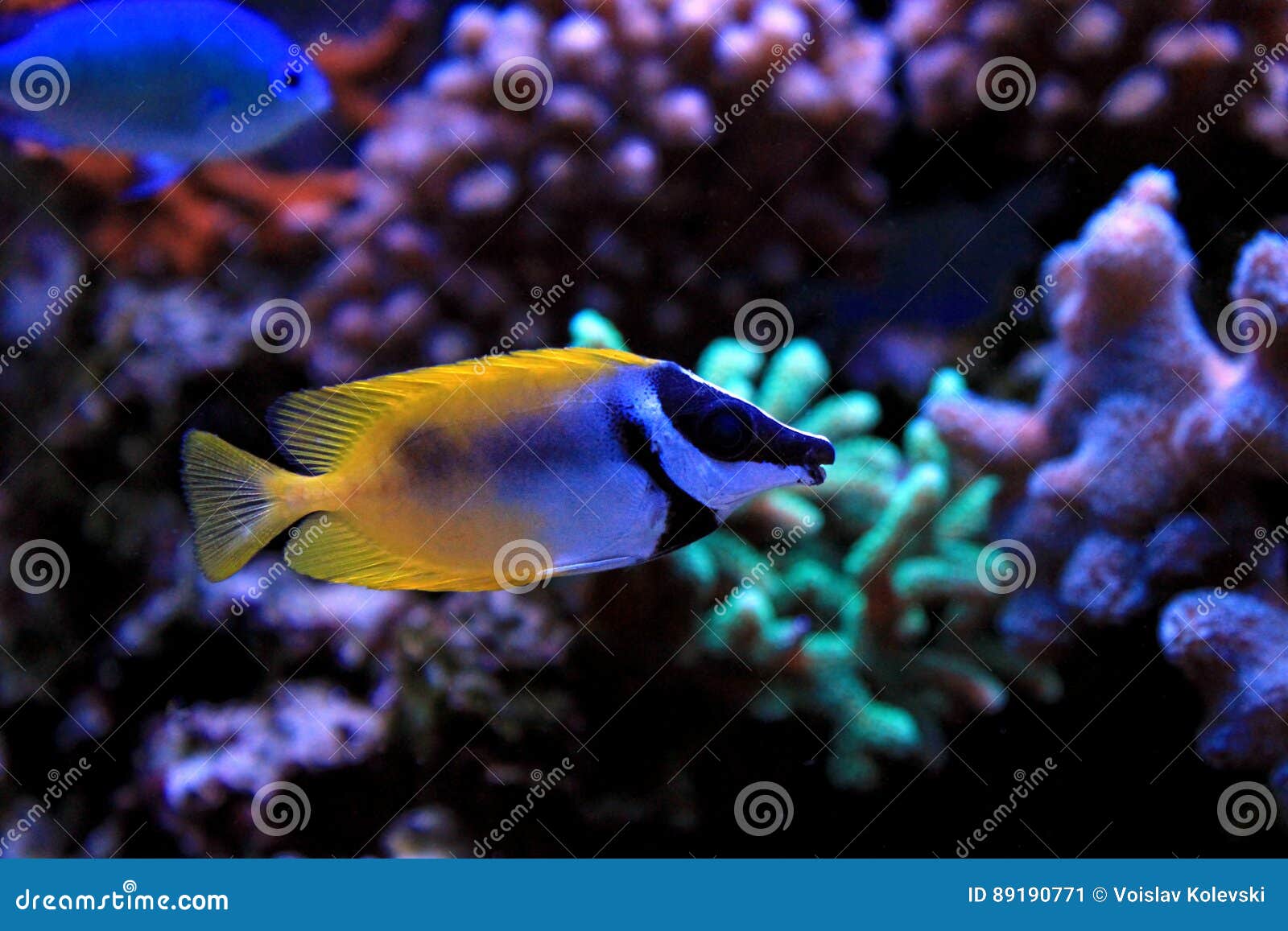 Foxface Rabbitfish in Aquarium Stock Image - Image of rabbit, exotic ...