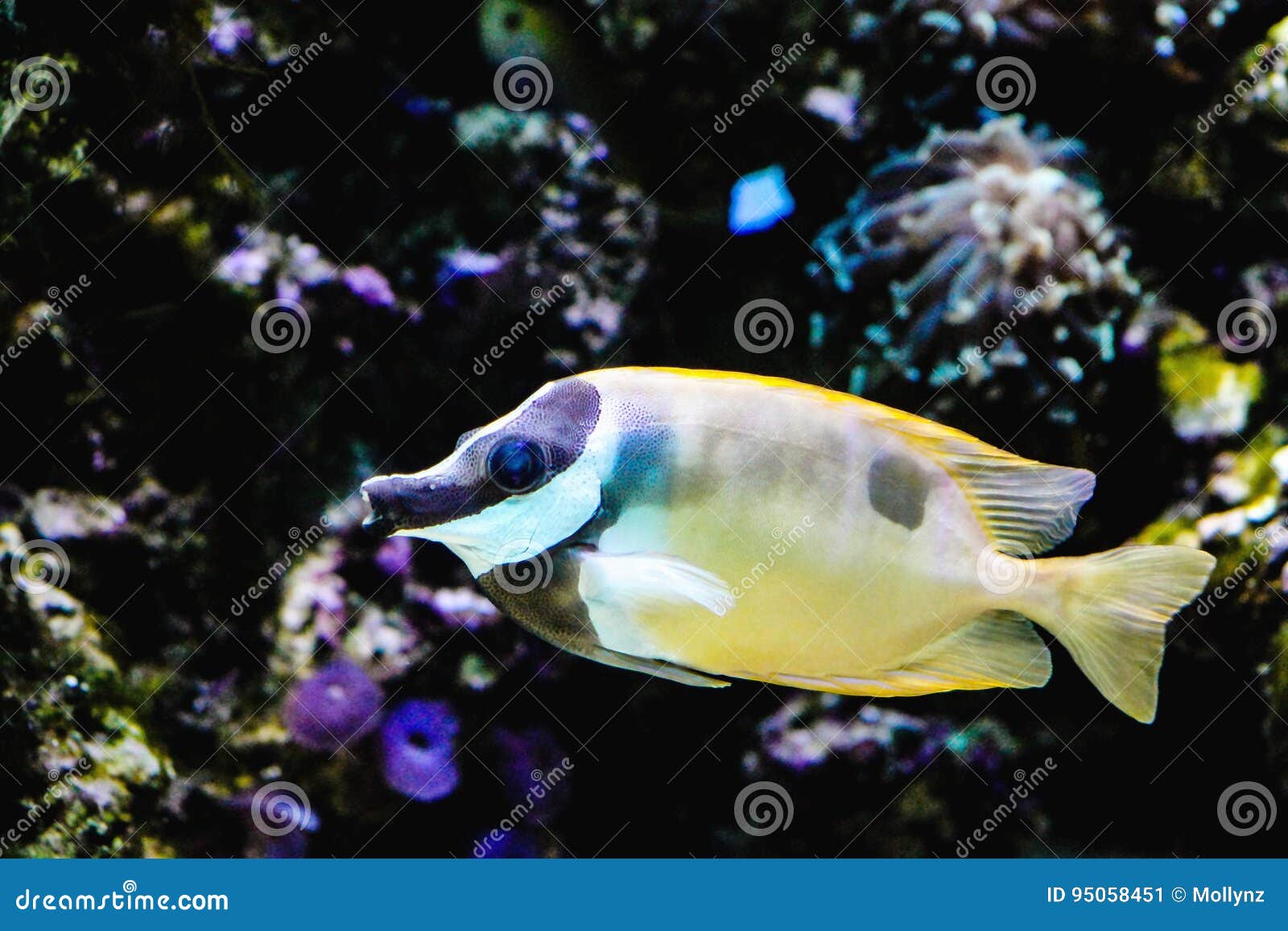 Foxface Rabbitfish stock image. Image of underwater, rabbitfish - 95058451