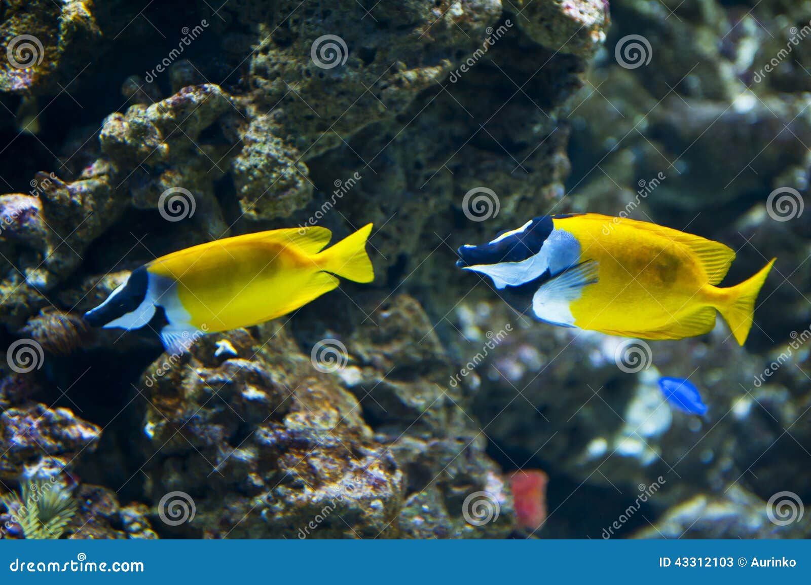 Foxface Rabbitfish stock image. Image of fishes, danmark - 43312103