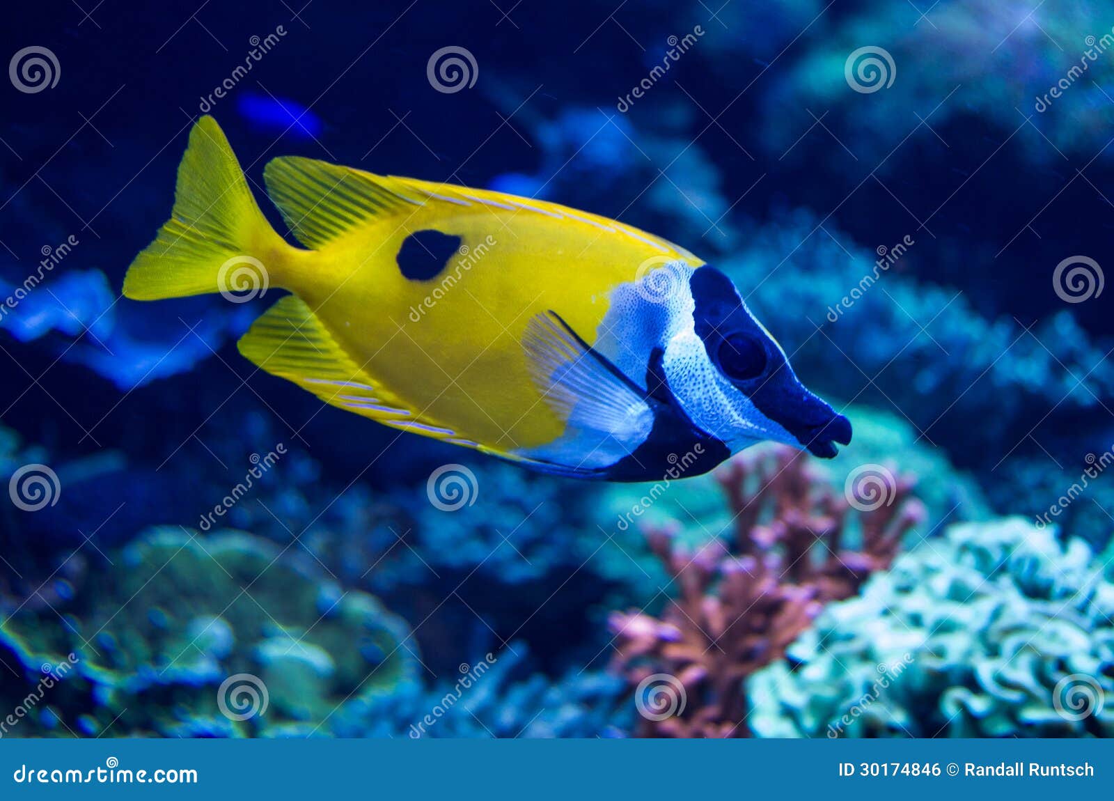 Foxface Rabbitfish stock photo. Image of rabbitfish, siganus - 30174846