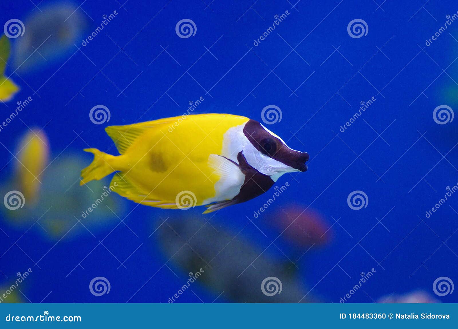 The Foxface Rabbitfish, Siganus Vulpinus Stock Photo - Image of animal ...