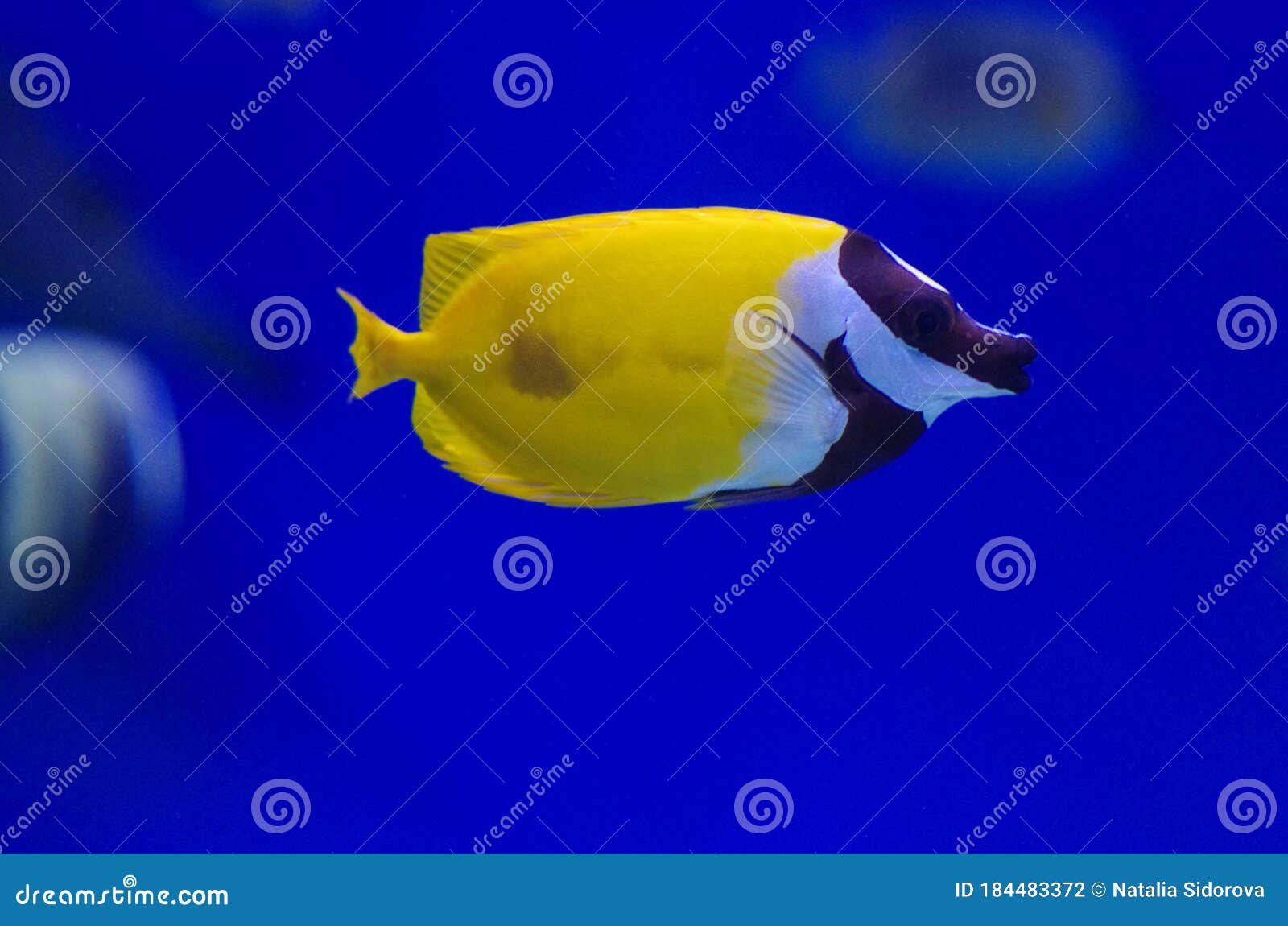 The Foxface Rabbitfish, Siganus Vulpinus Stock Photo - Image of ...