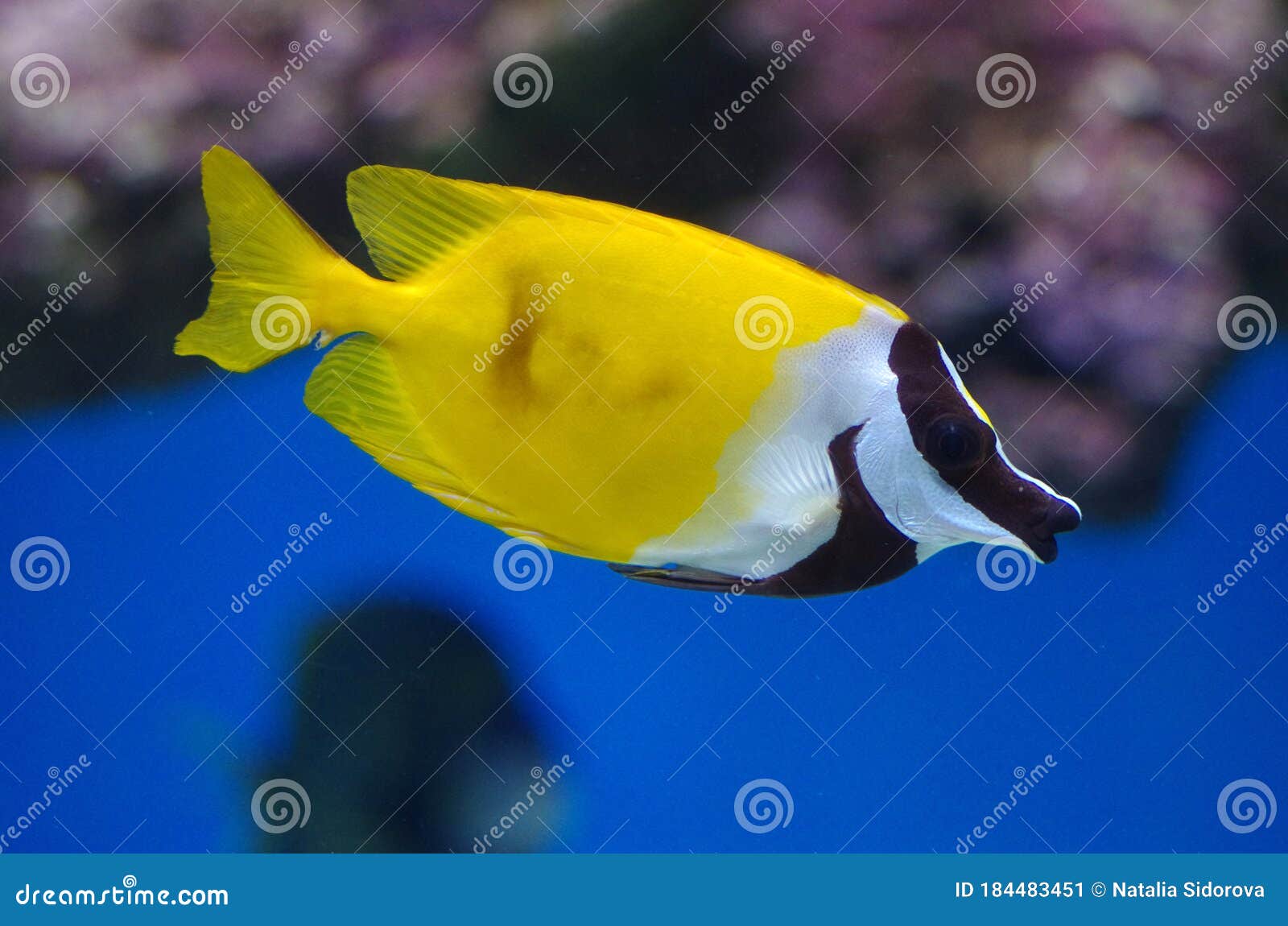 The Foxface Rabbitfish, Siganus Vulpinus Stock Image - Image of ...
