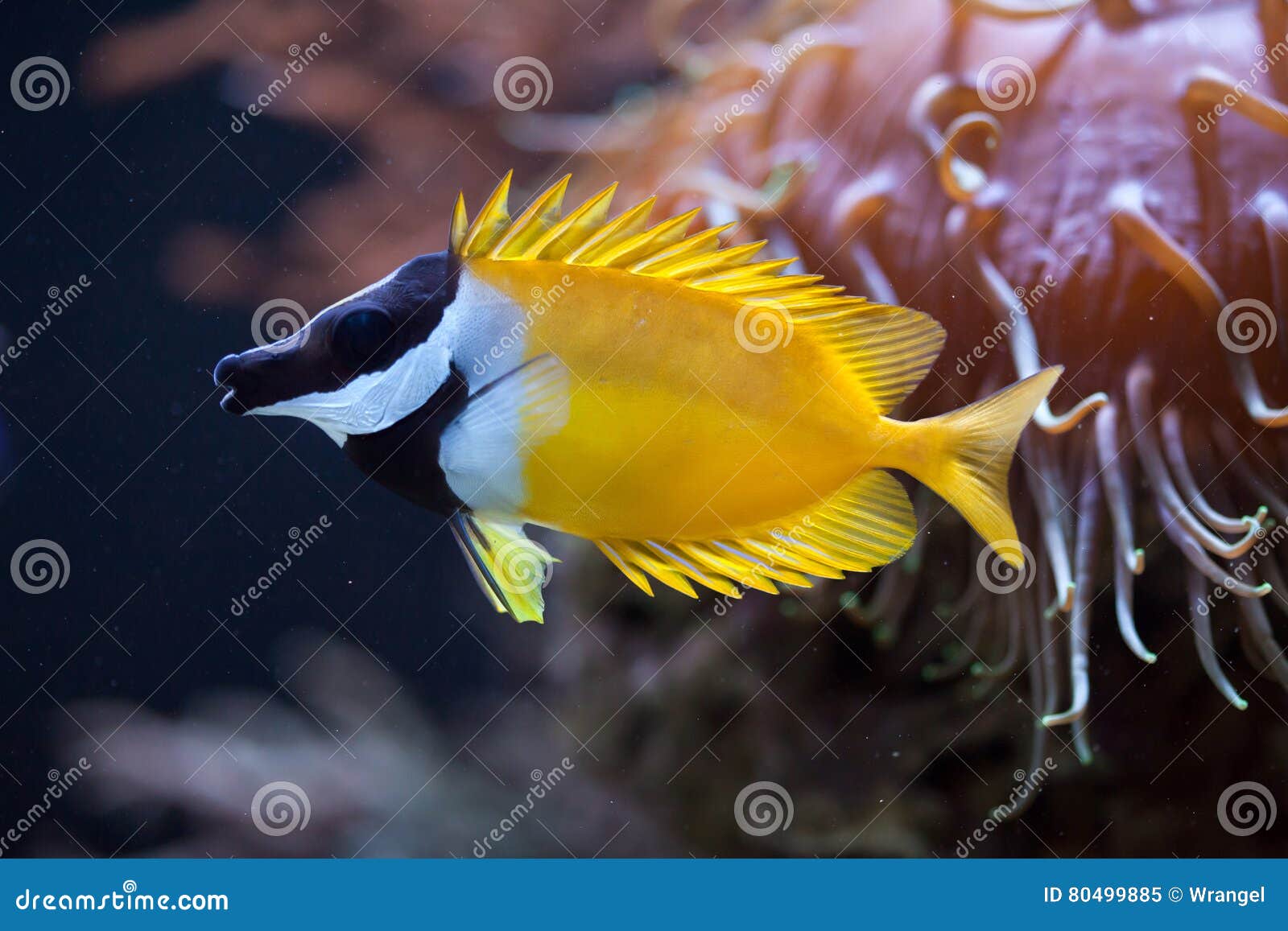 Foxface Rabbitfish Siganus Vulpinus. Stock Image - Image of australian ...
