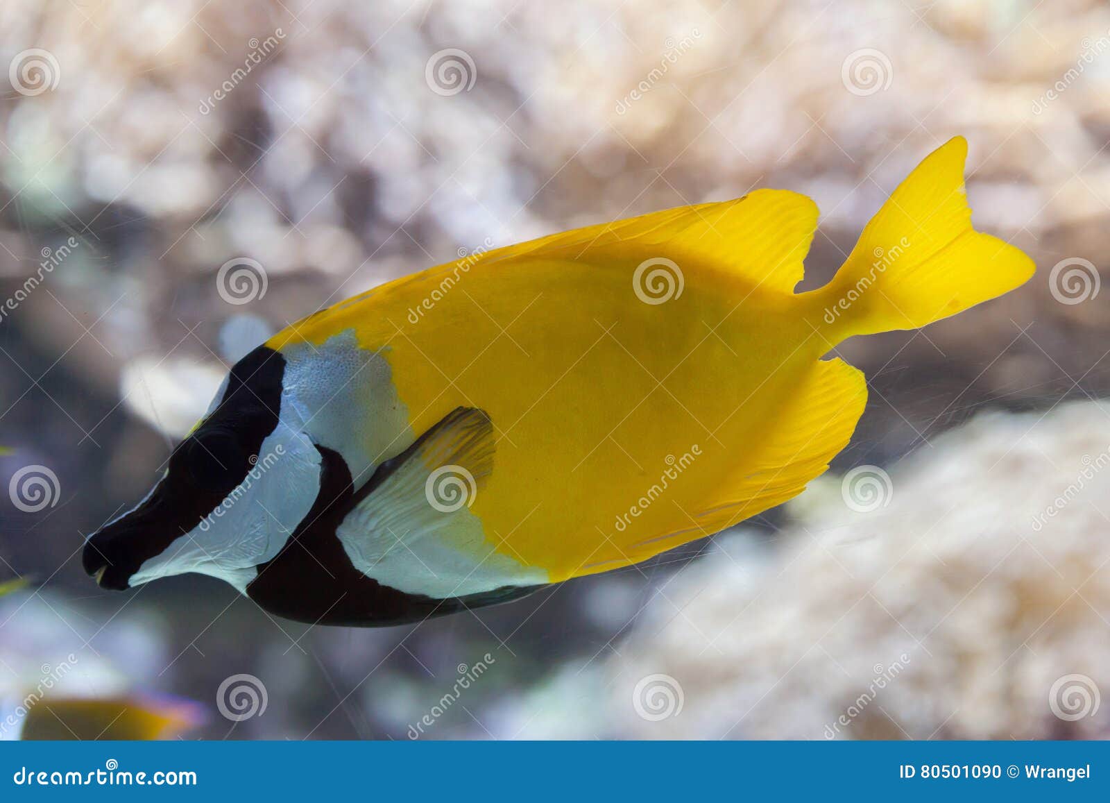 Foxface Rabbitfish Siganus Vulpinus. Stock Photo - Image of great ...