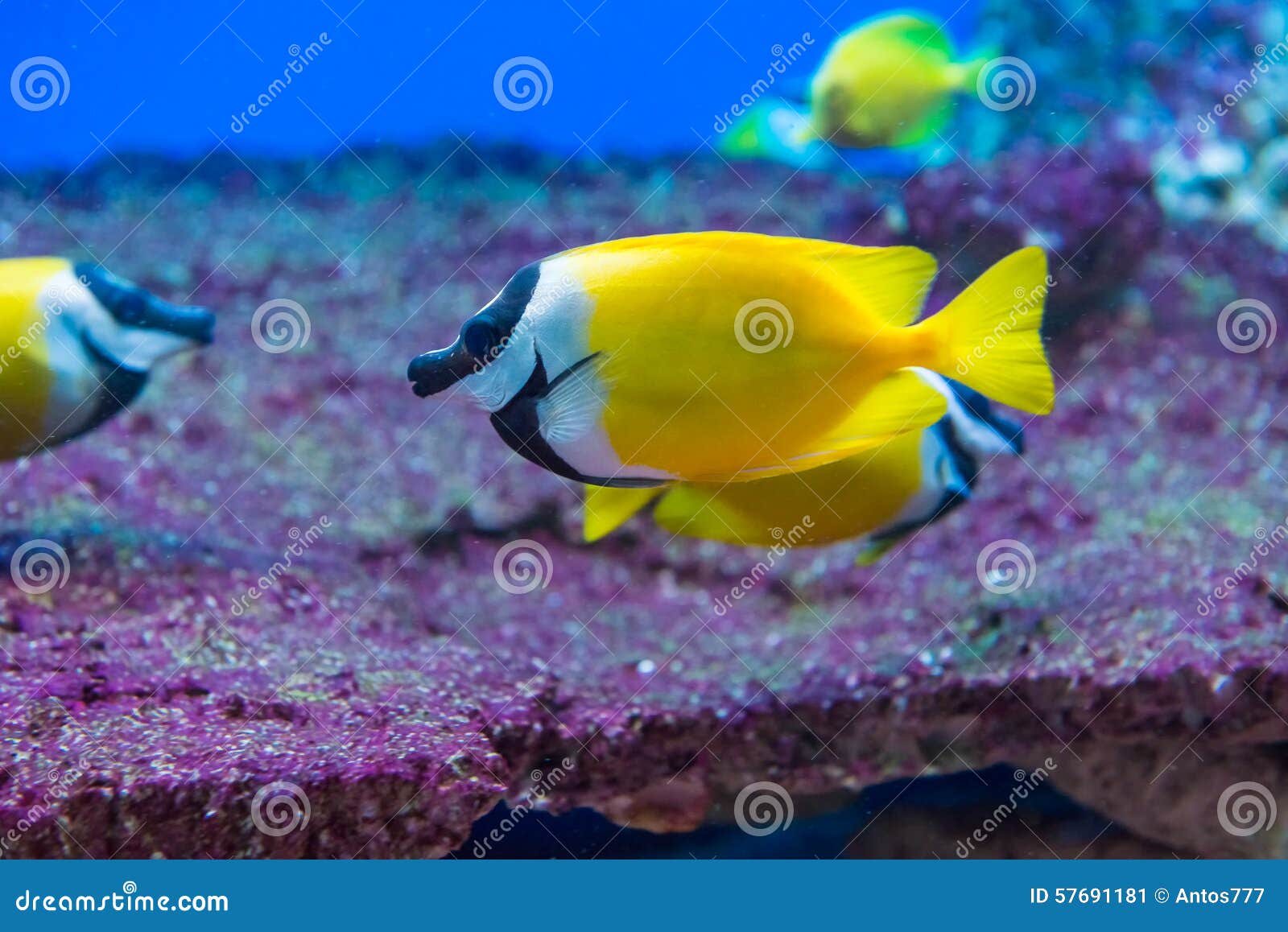 Foxface Rabbitfish. Siganus Vulpinus Stock Image - Image of colors ...