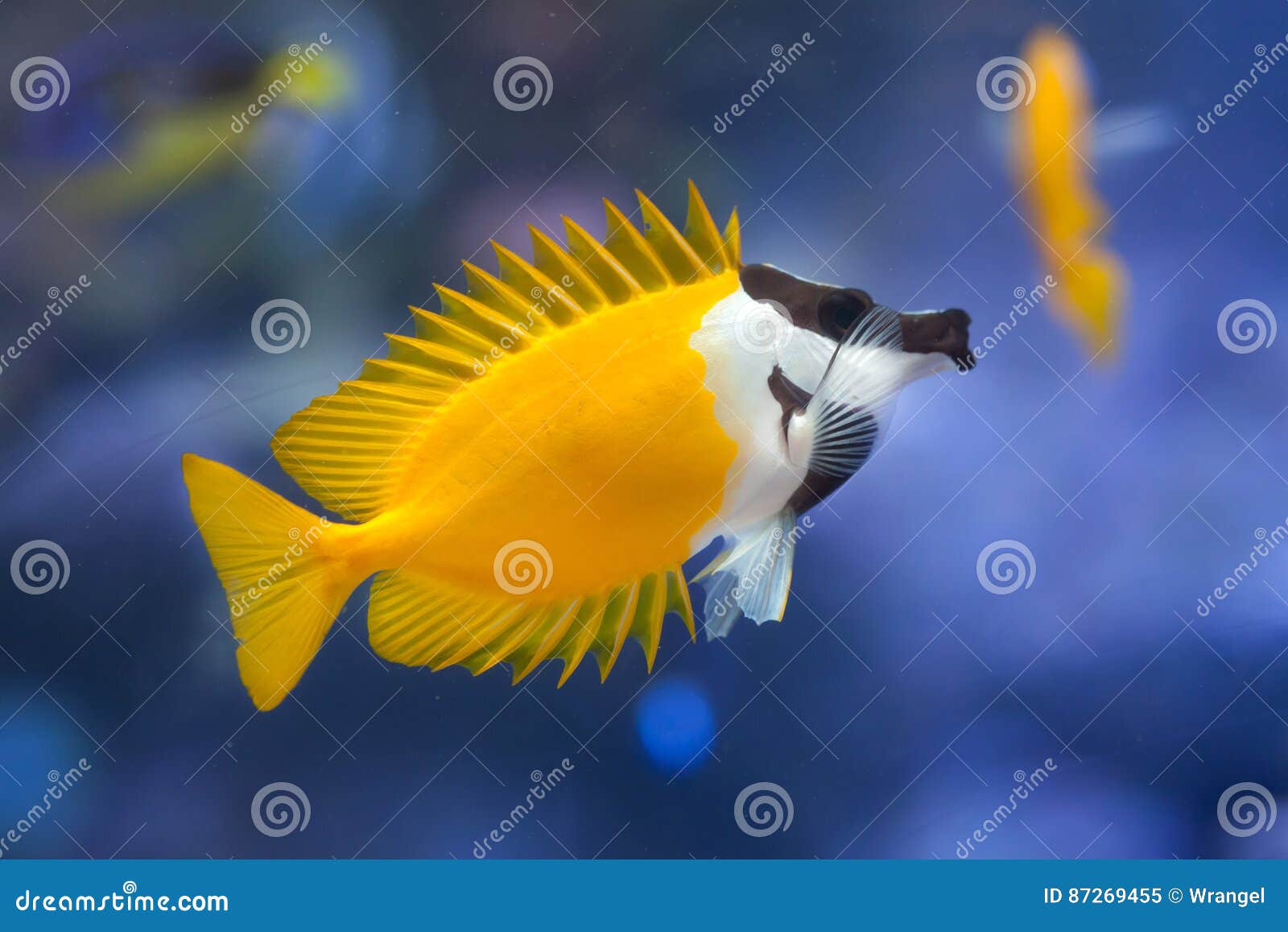 Foxface Rabbitfish Siganus Vulpinus. Stock Image - Image of oceania ...