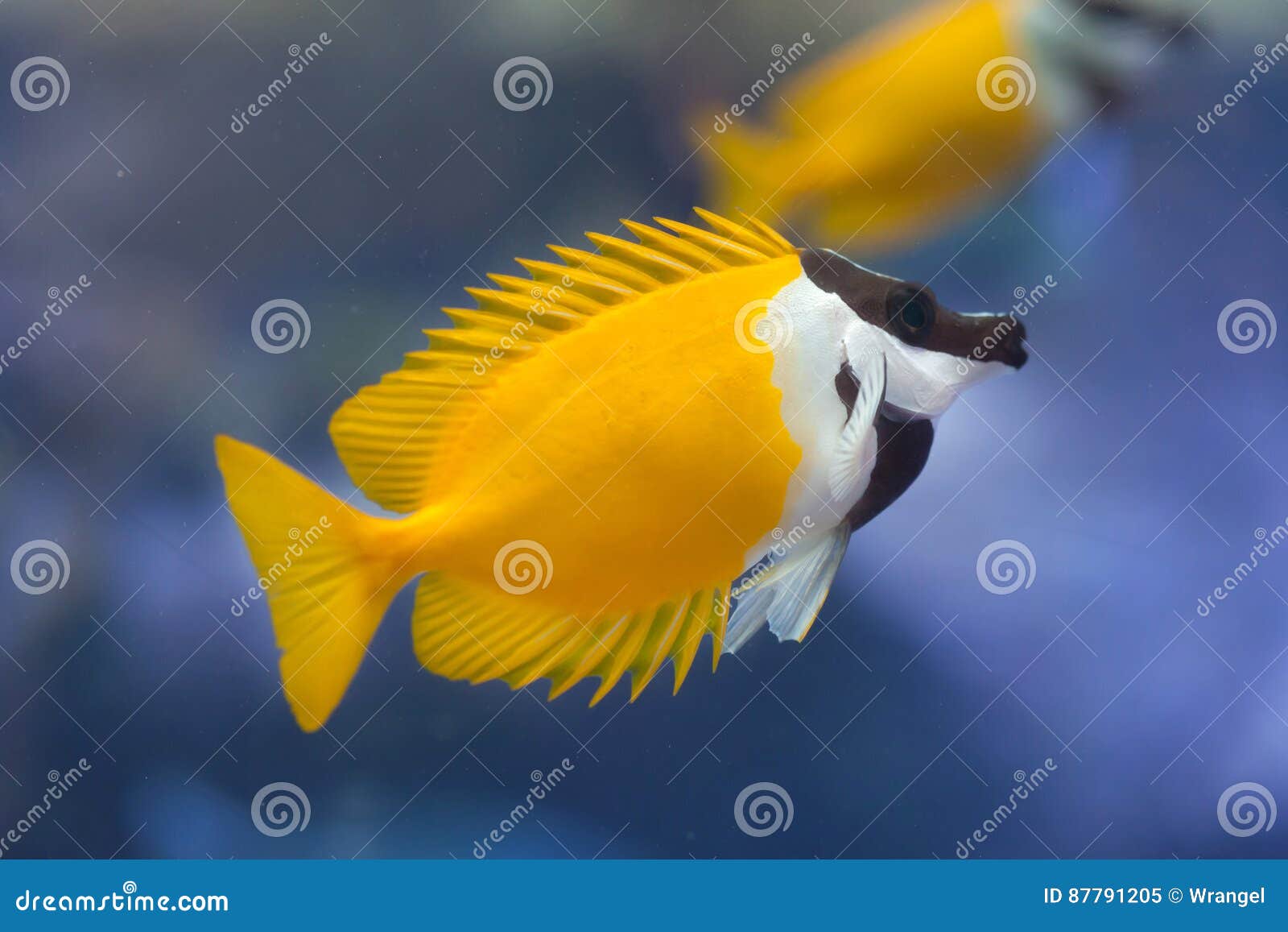 Foxface Rabbitfish Siganus Vulpinus. Stock Image - Image of barrier ...