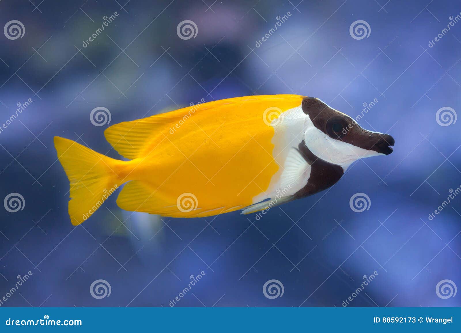 Foxface Rabbitfish Siganus Vulpinus. Stock Image - Image of barrier ...