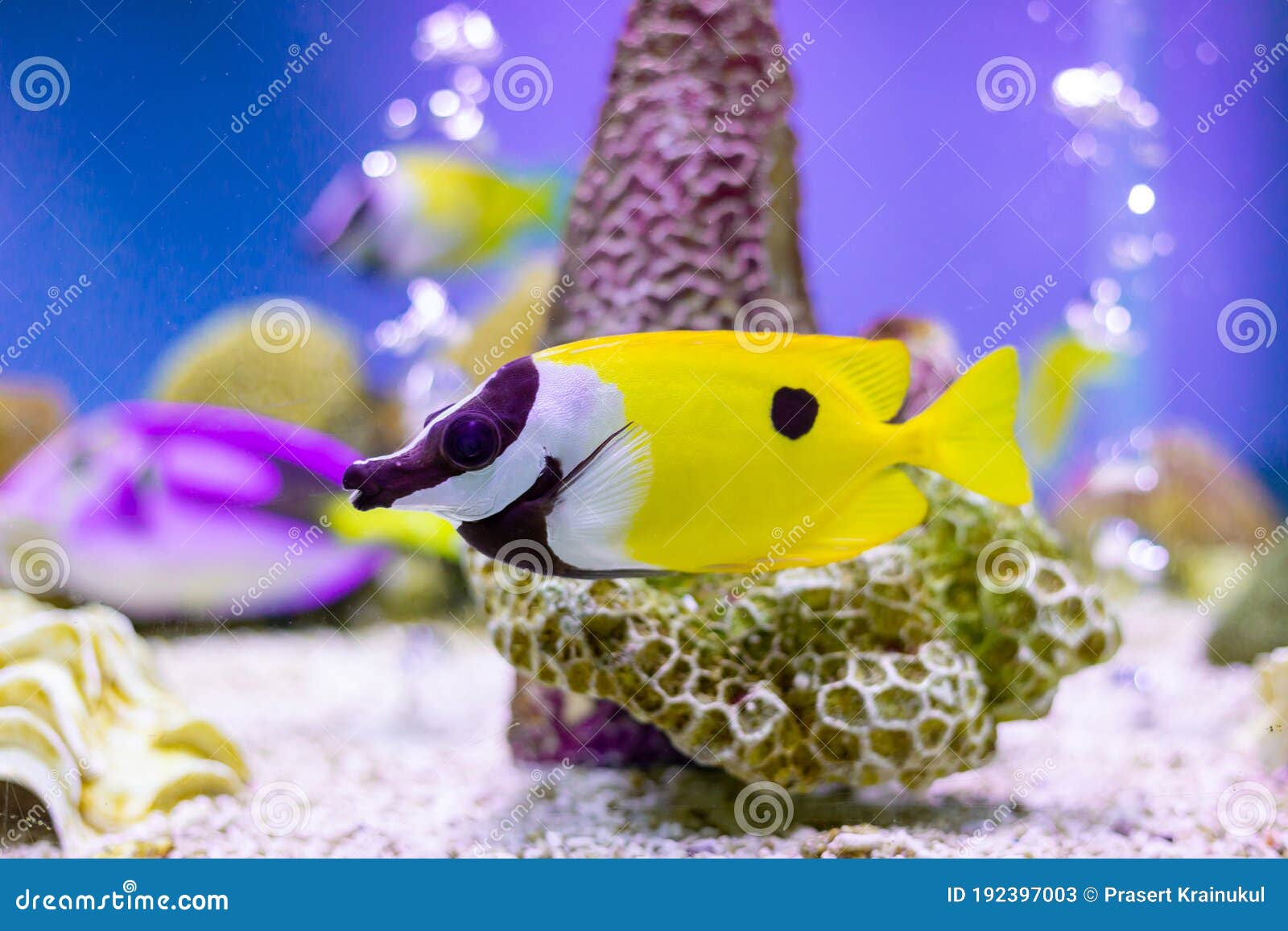 Foxface Rabbitfish at Thailand Ocean Stock Image - Image of coral ...