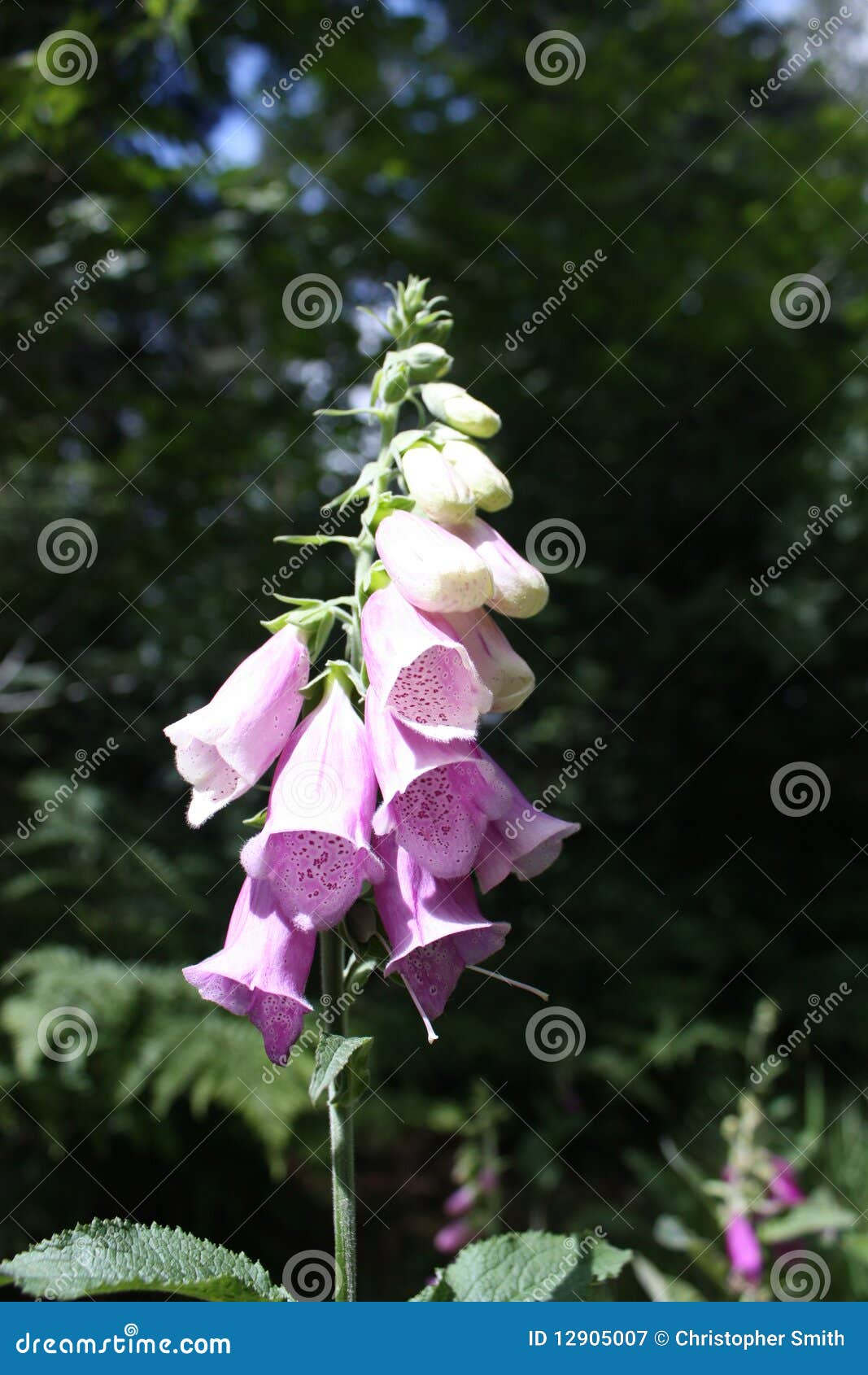 Foxglove stock image. Image of foxglove, gardening, show - 12905007