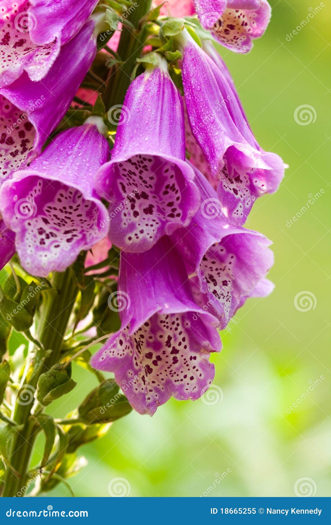 Foxglove stock image. Image of nature, perennial, beauty - 18665255