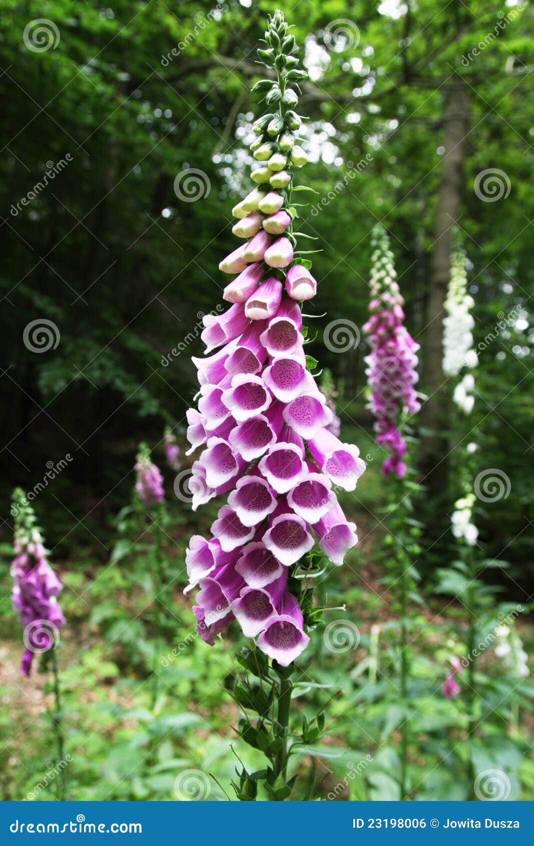 Foxglove stock photo. Image of flora, botany, single - 23198006