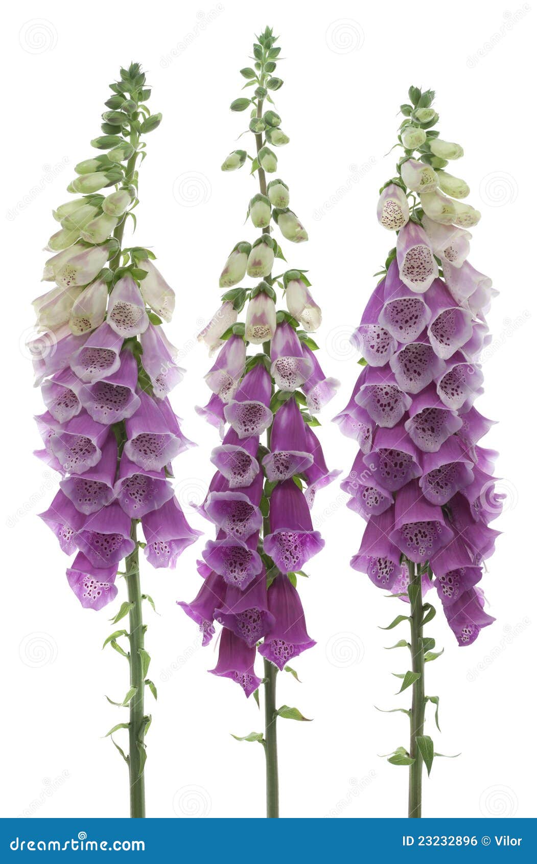 Foxglove stock photo. Image of arrangement, flowers, macro - 23232896