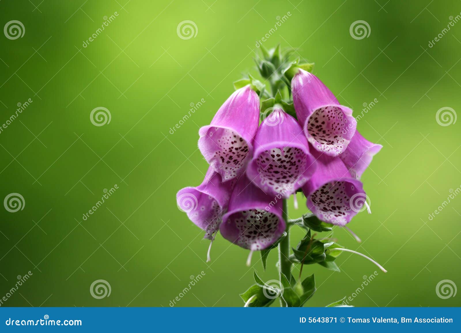 Foxglove stock image. Image of vibrant, digitalis, season - 5643871