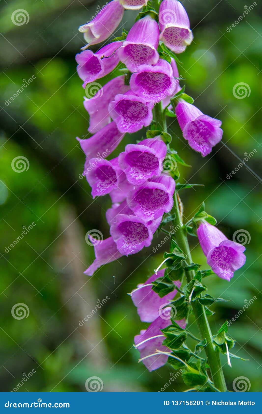 Foxglove Blossoms stock image. Image of purpurea, green - 137158201