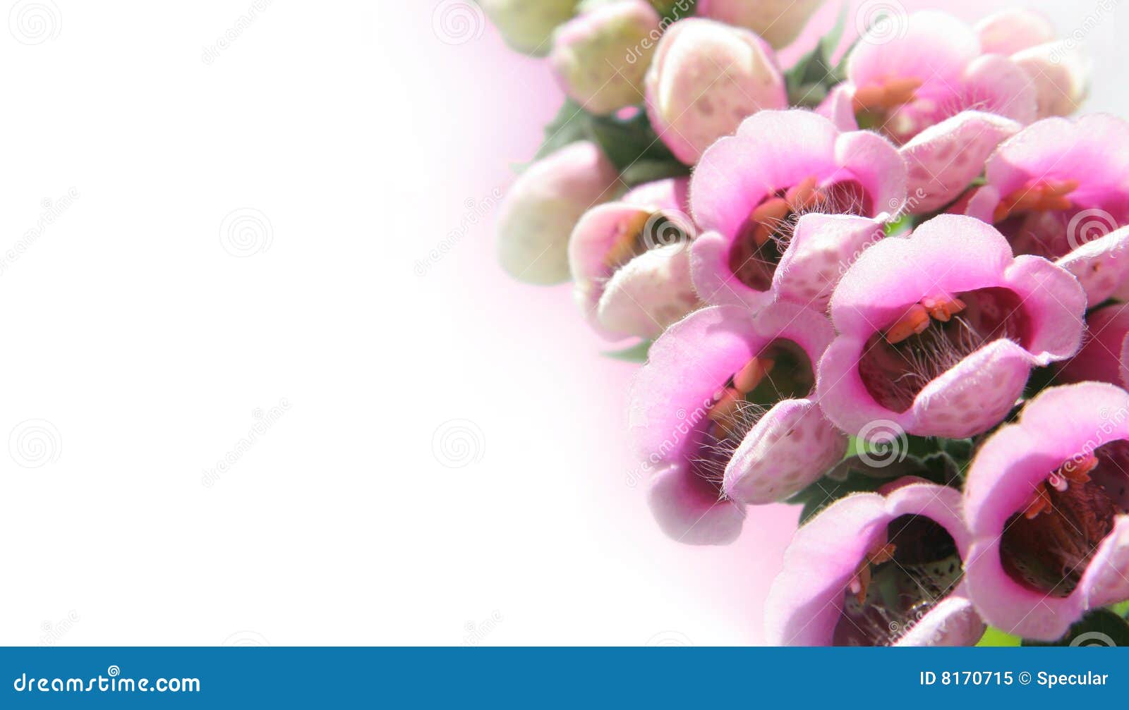 Foxglove Border stock image. Image of frame, glove, border - 8170715