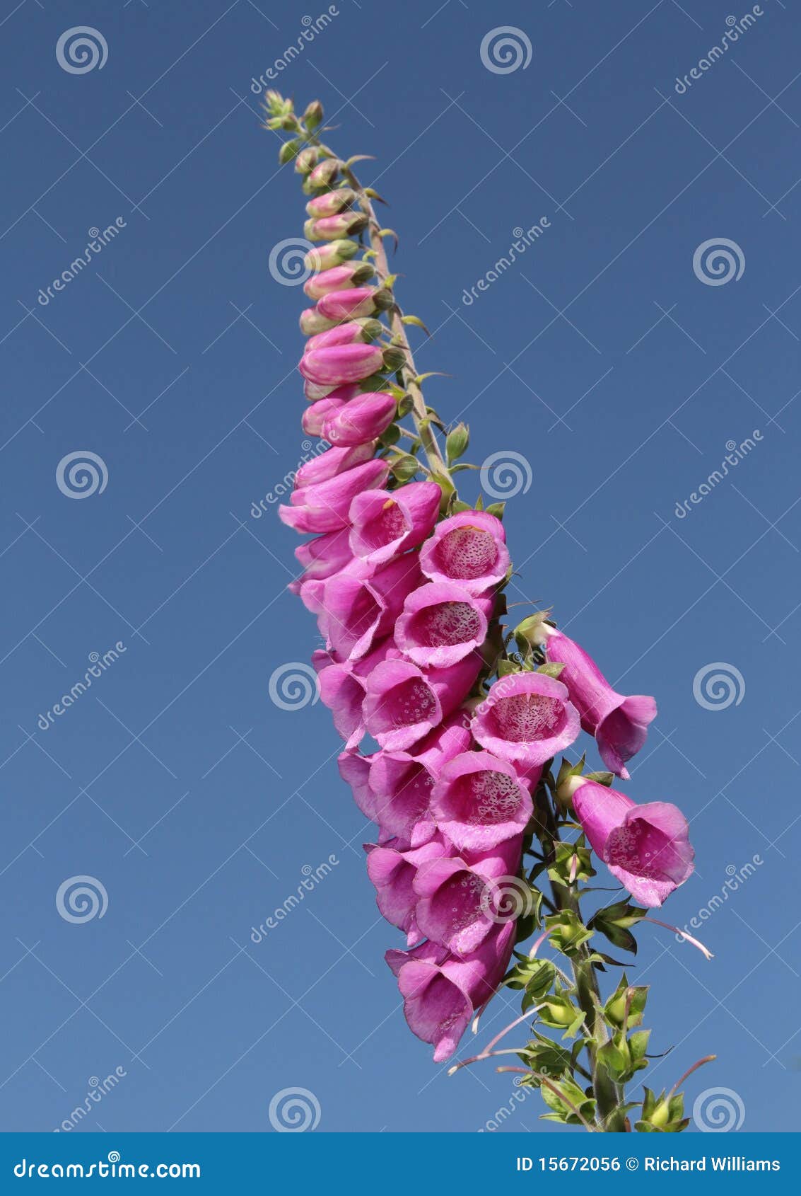 Foxglove, Digitalis Purpurea. Stock Photo - Image of pass, blue: 15672056